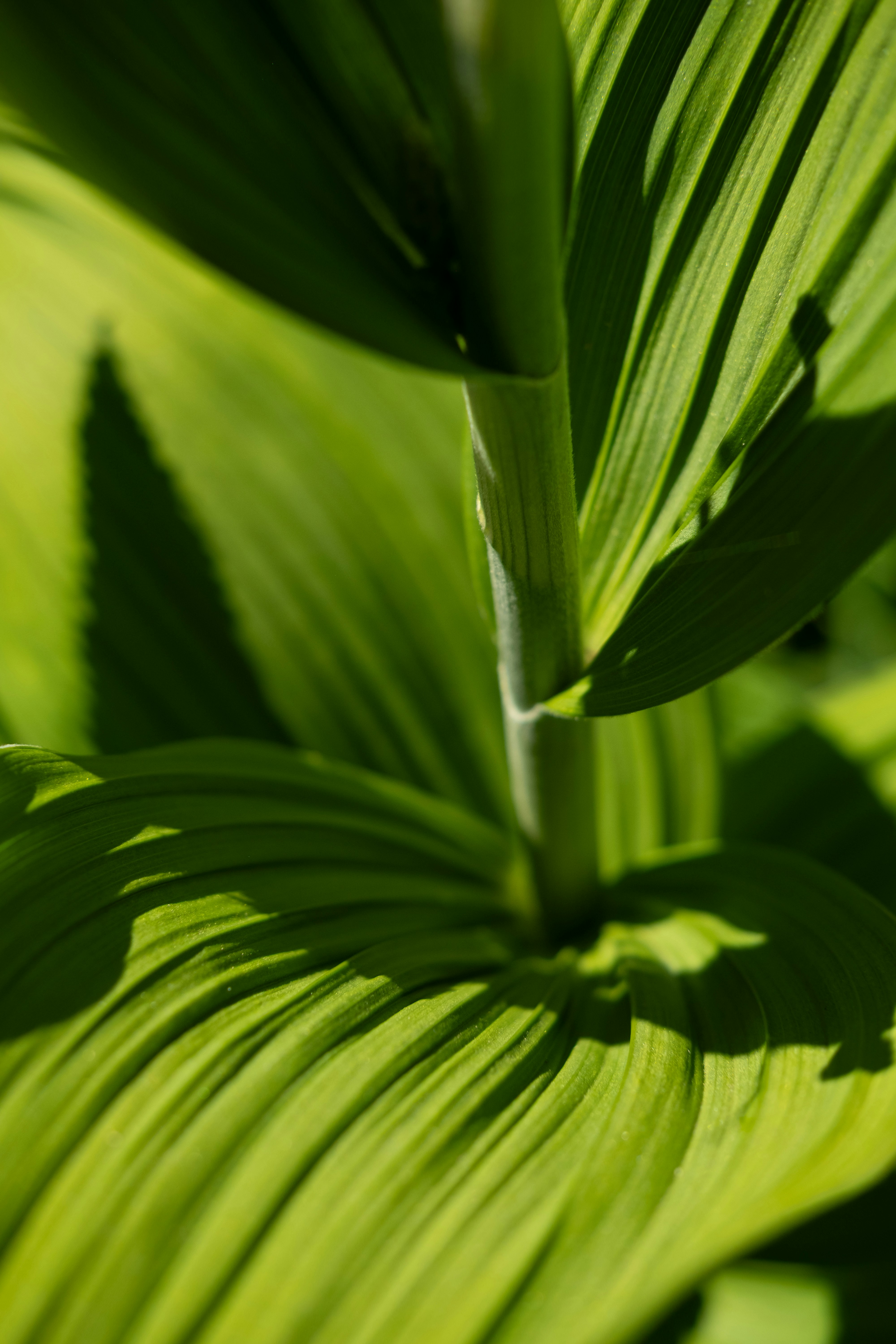 Close-Up of a Verdant Banana Leaf Spiral