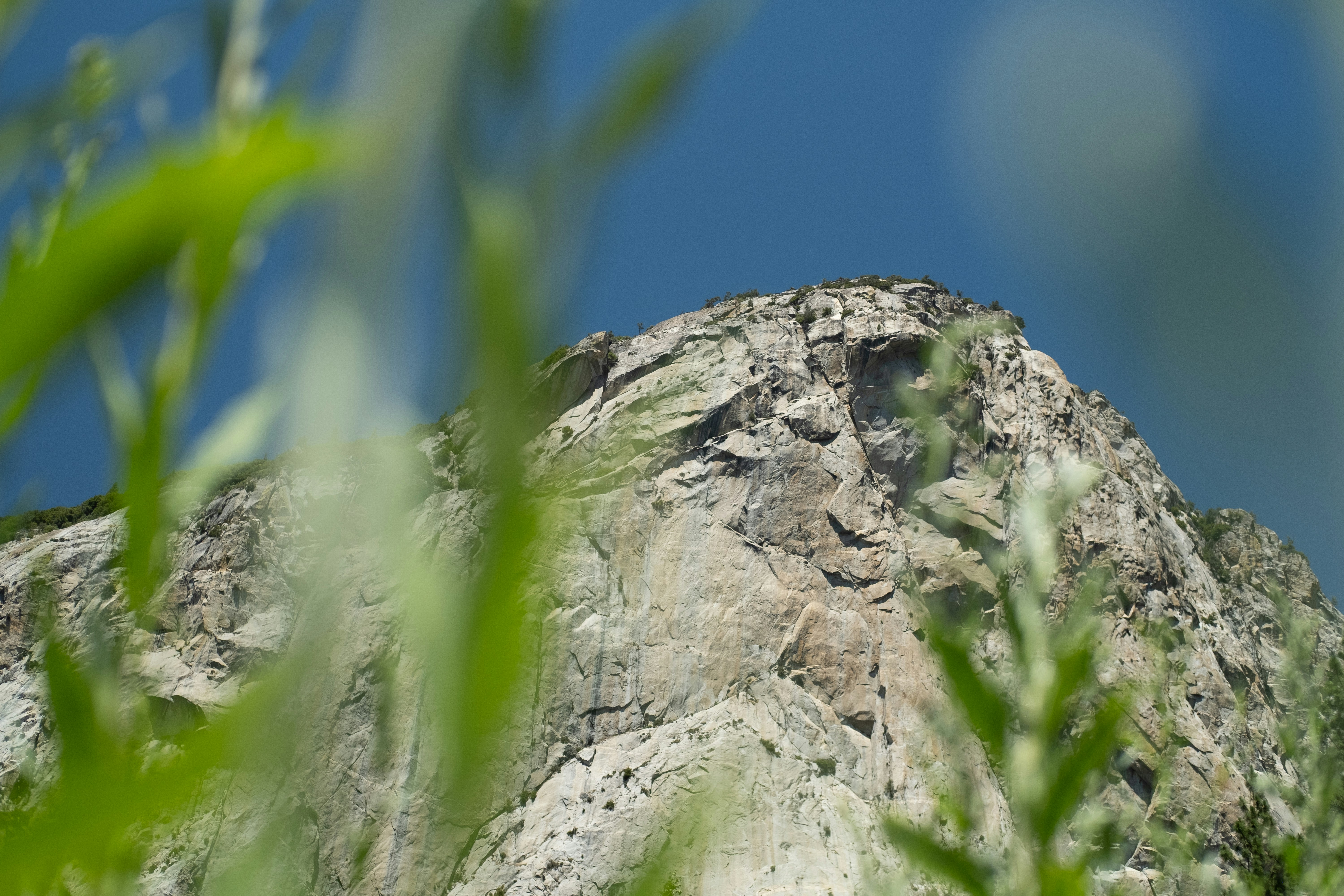Peak Among the Blades: A Mountain Silhouette Framed by Soft Foreground