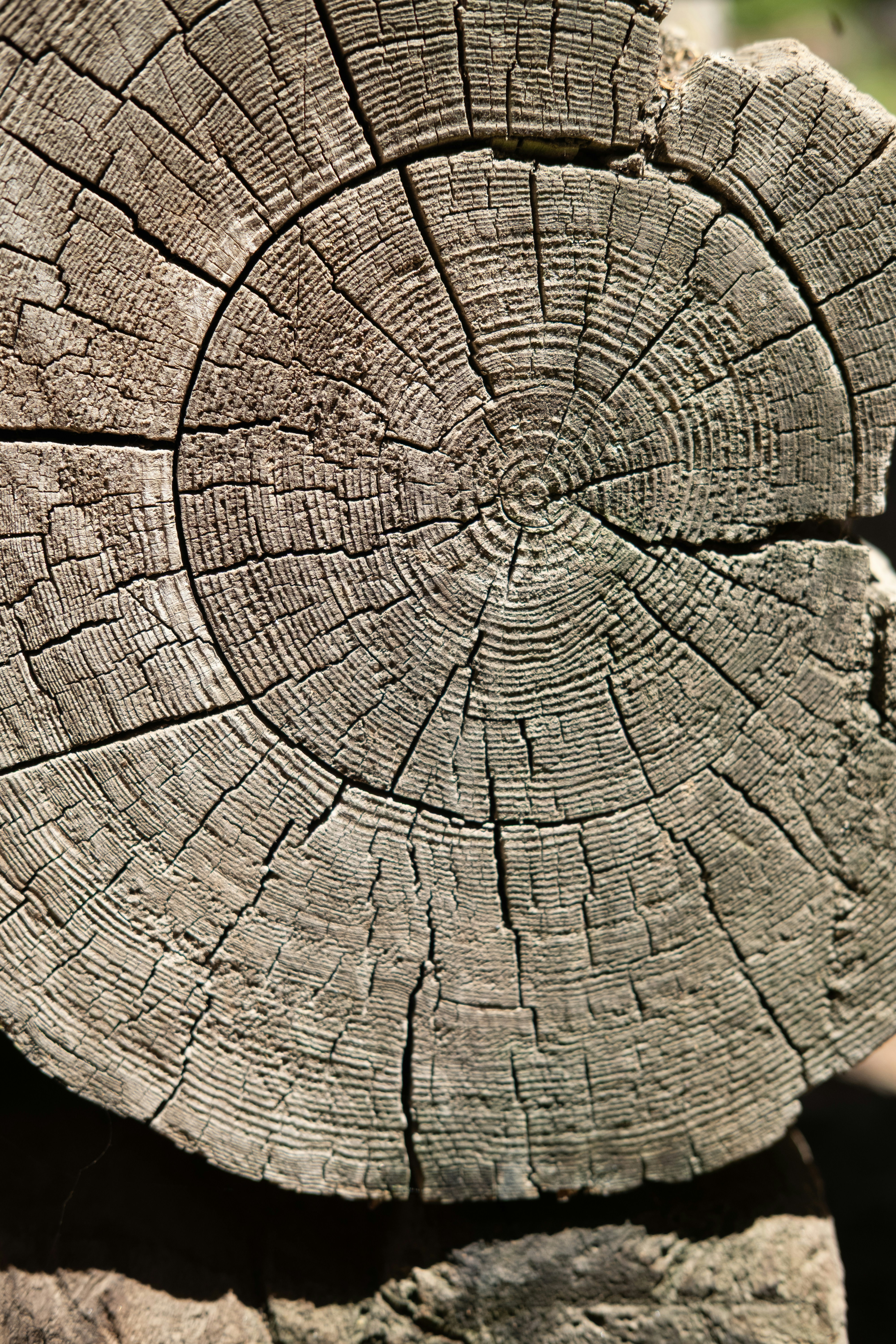 Seasoned Rings: A Cross-Section of Time in Weathered Wood