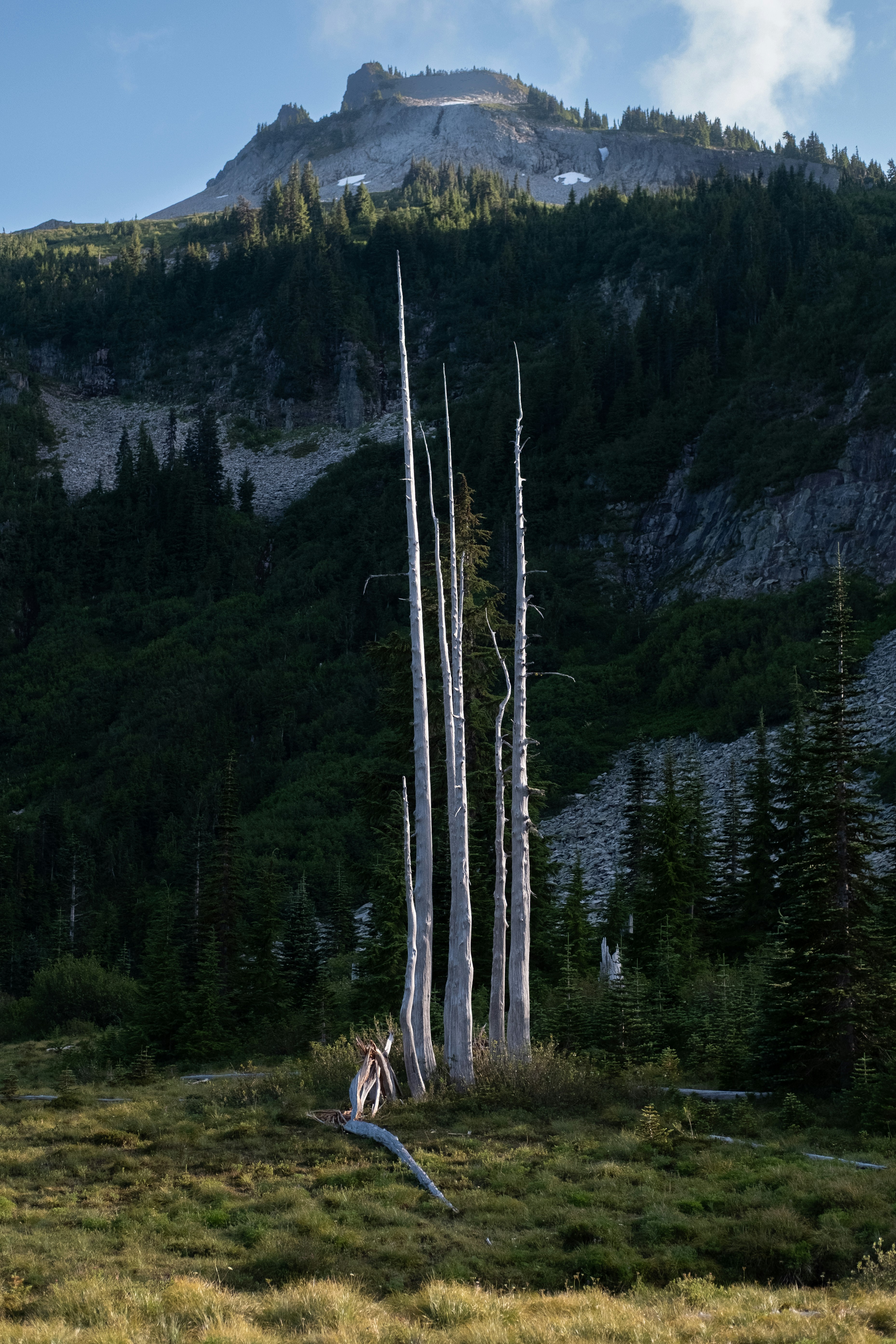 Shrike of Silent Pines: A Stand of Ghostly Trunks Against Alpine Slopes