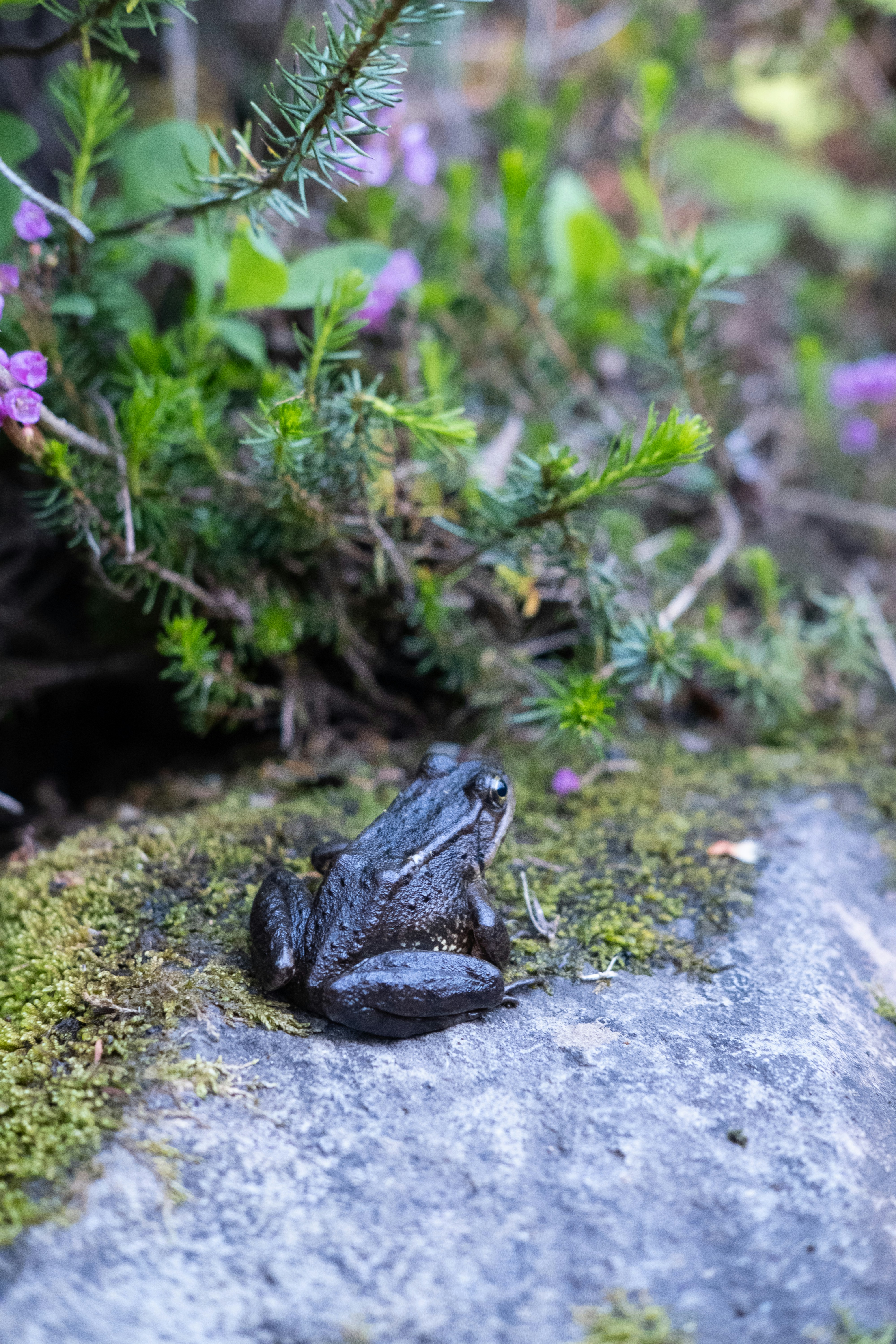 Tiny Warrior on Stone: A Glistening Frog Amid Mossy Green
