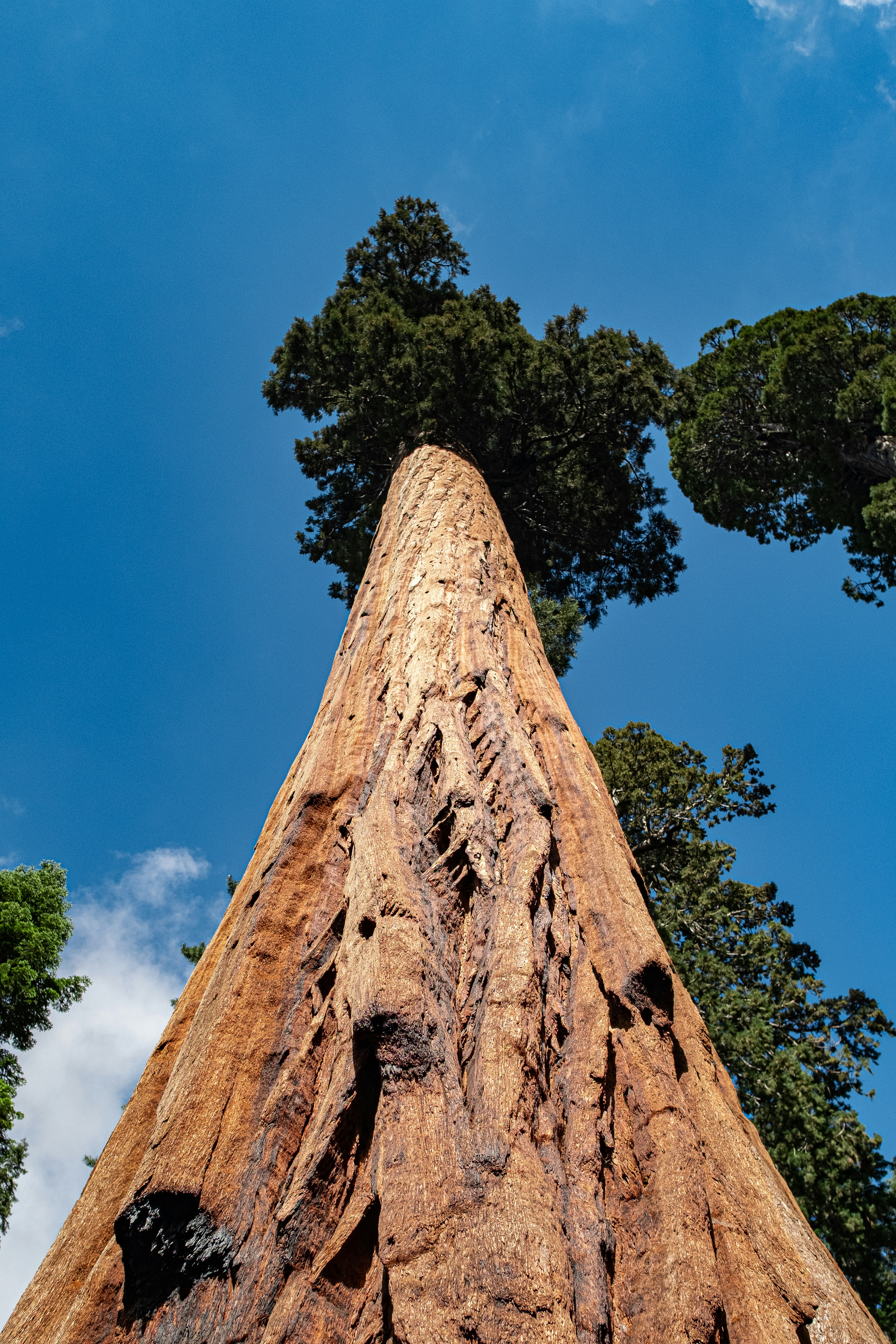 Megasapling: A towering canyon of bark against a cobalt sky