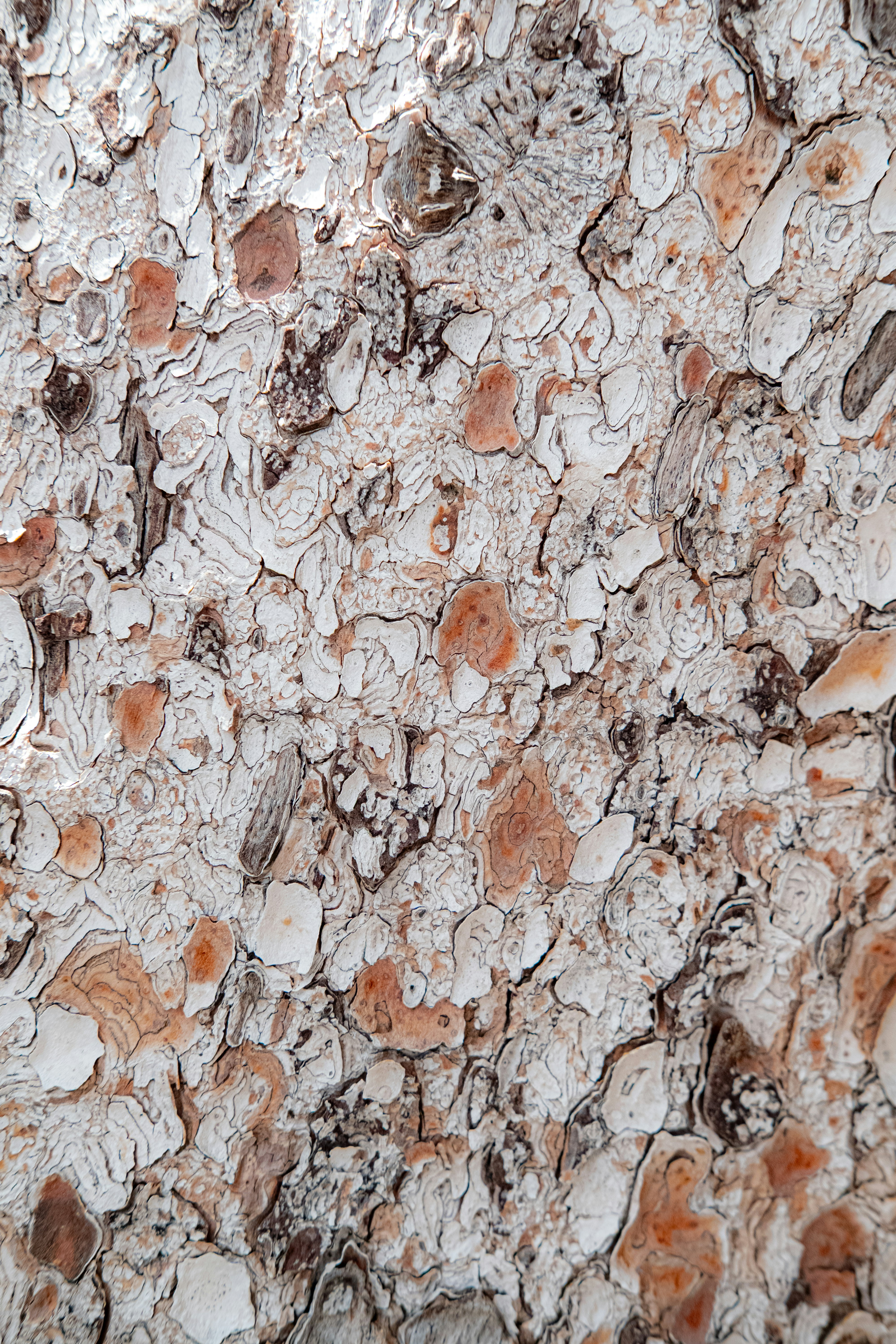 Pebbles in a Weathered Facade
