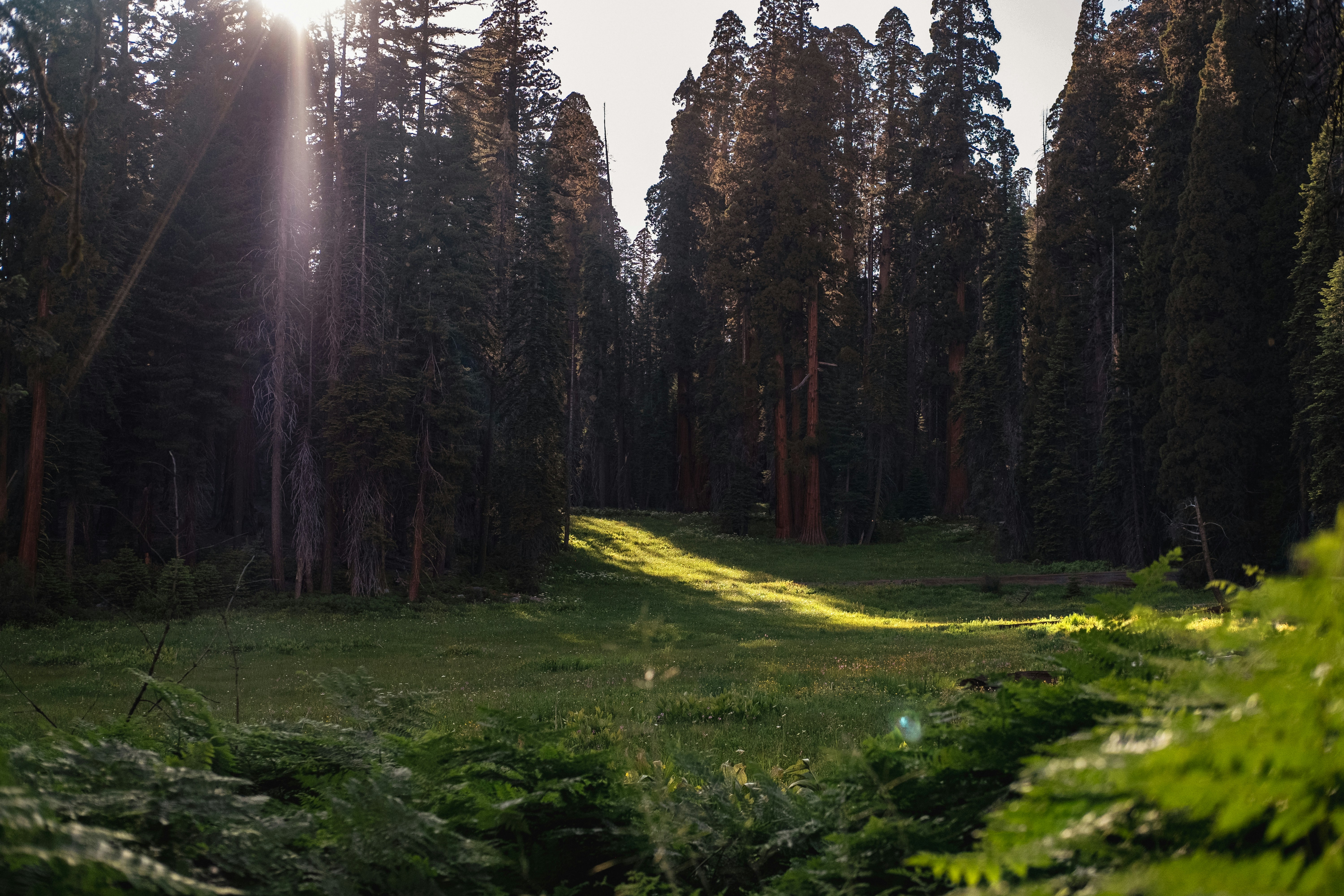 Golden Spotlight on a Quiet Forest Meadow