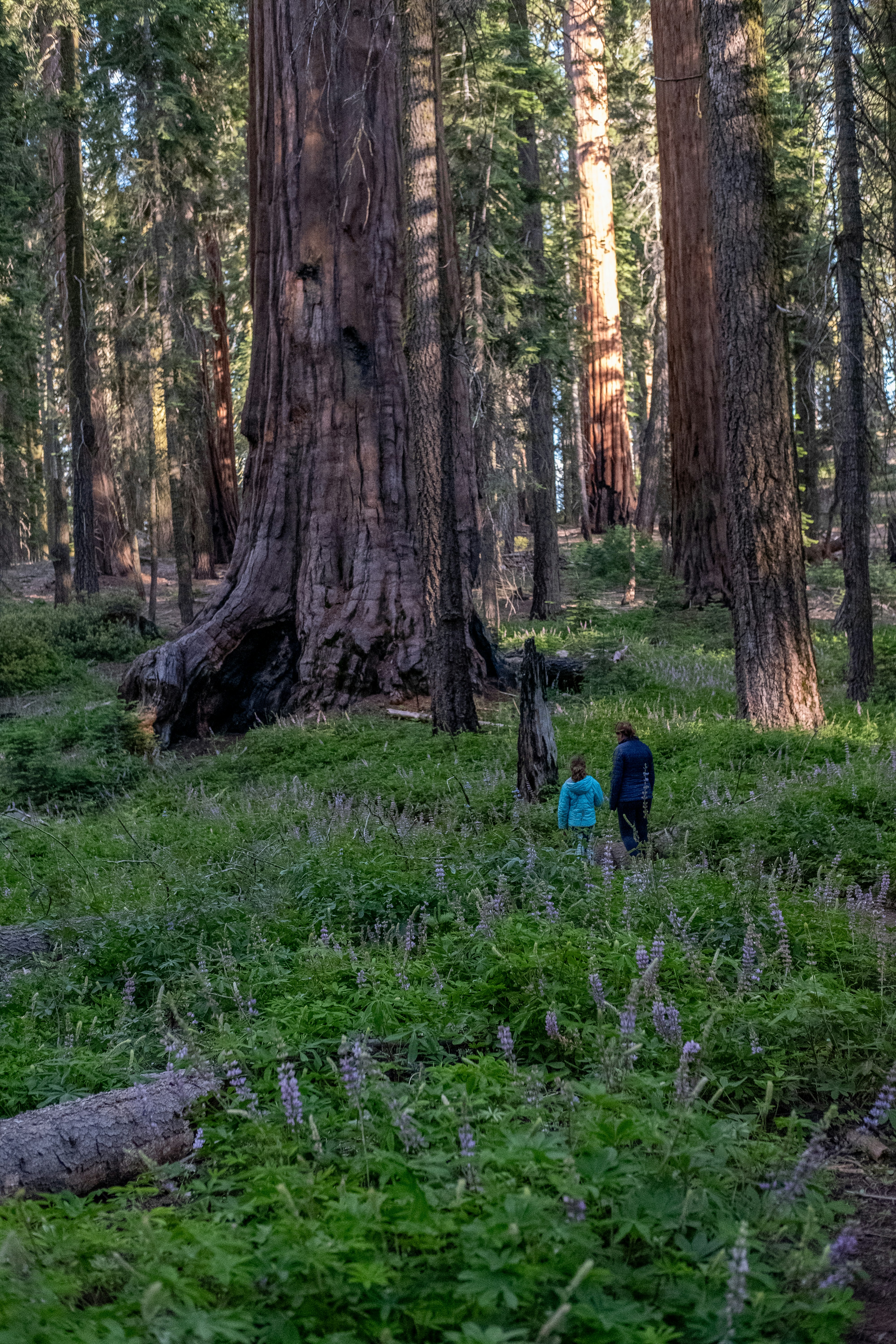 Two hikers Amid Giants: A Quiet Walk Through the Redwood Cathedral