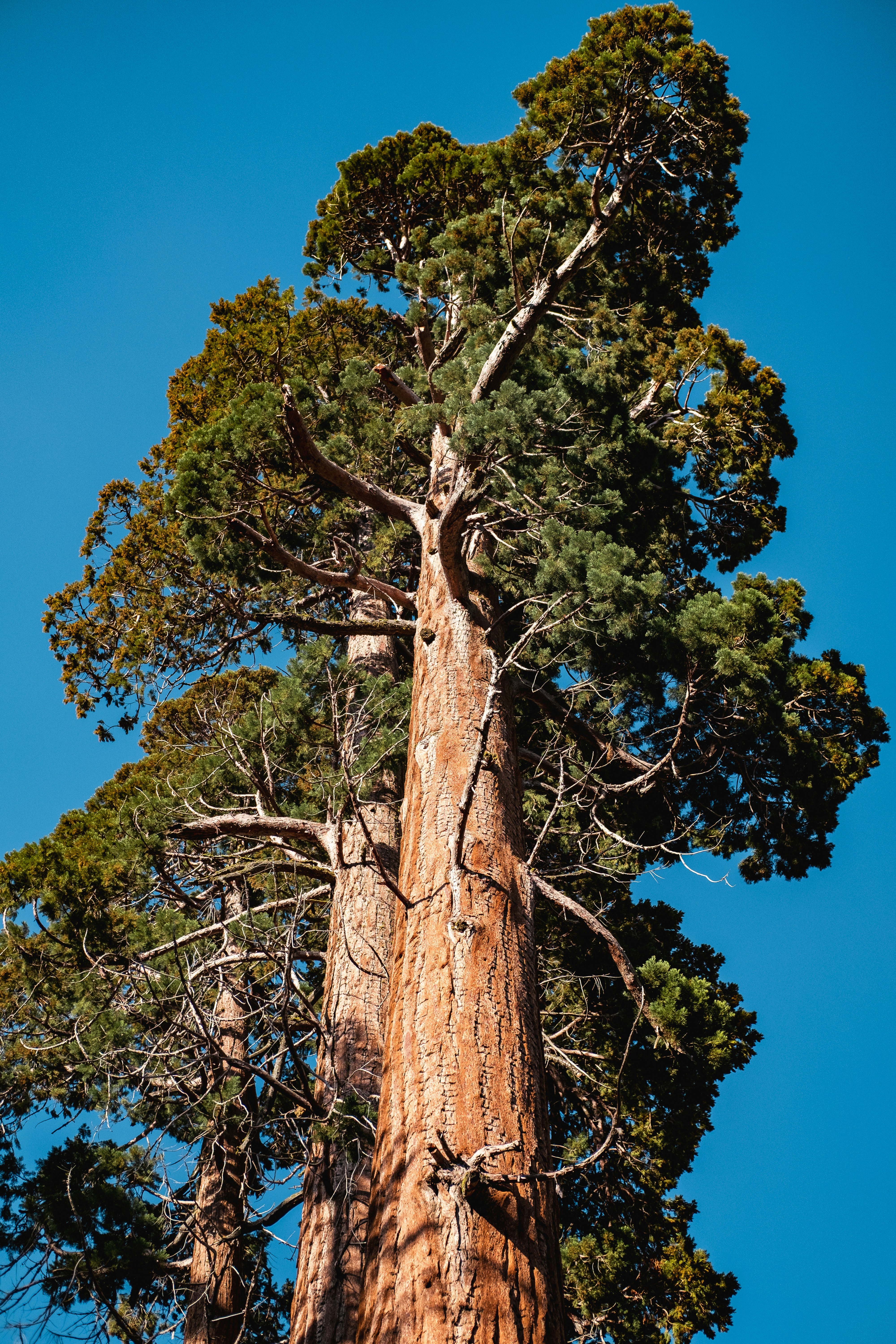 Majestic Redwood Reaching for a Clear Blue Sky