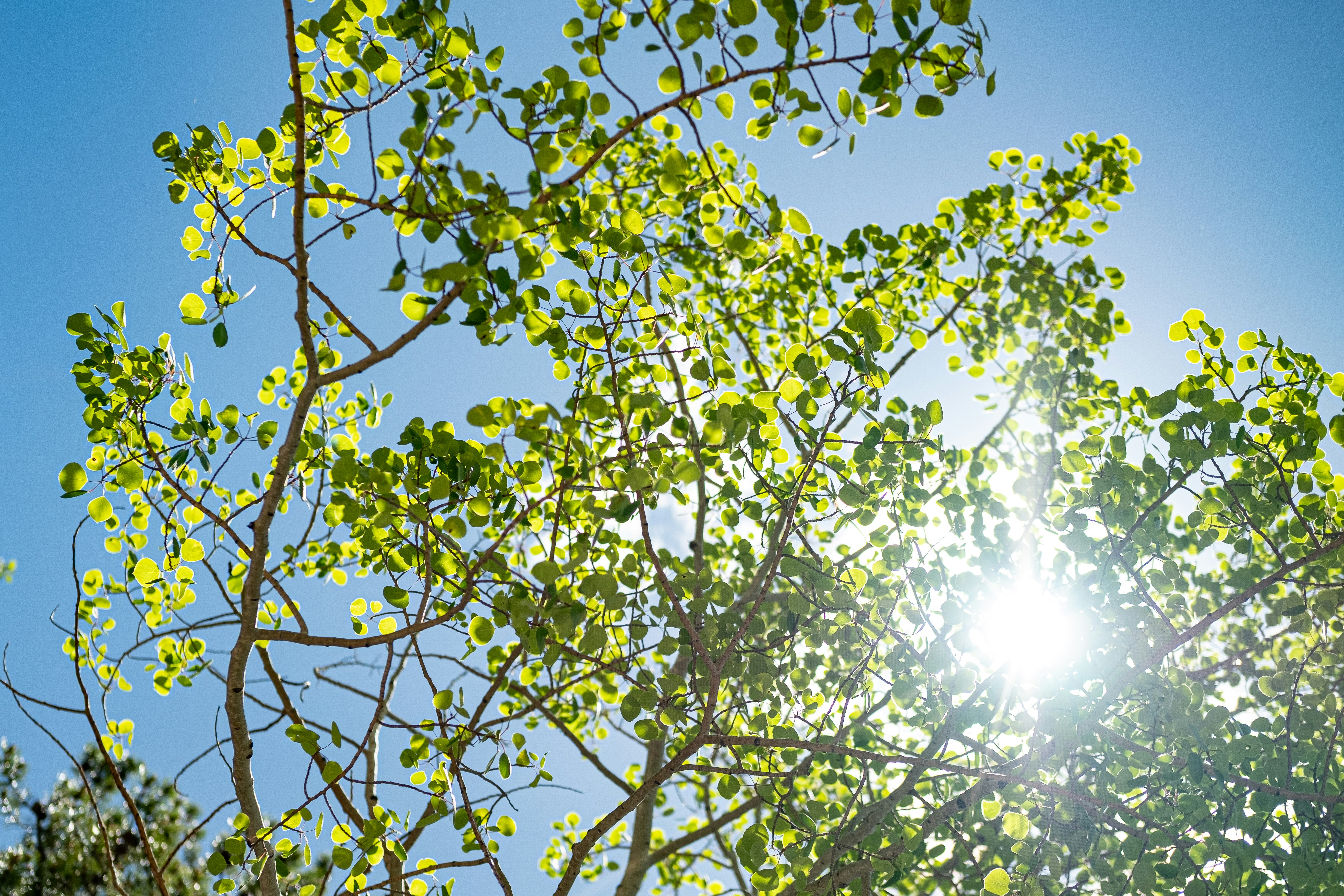 Sunlit Canopy: Leaves and Glare Through a Bright Sky