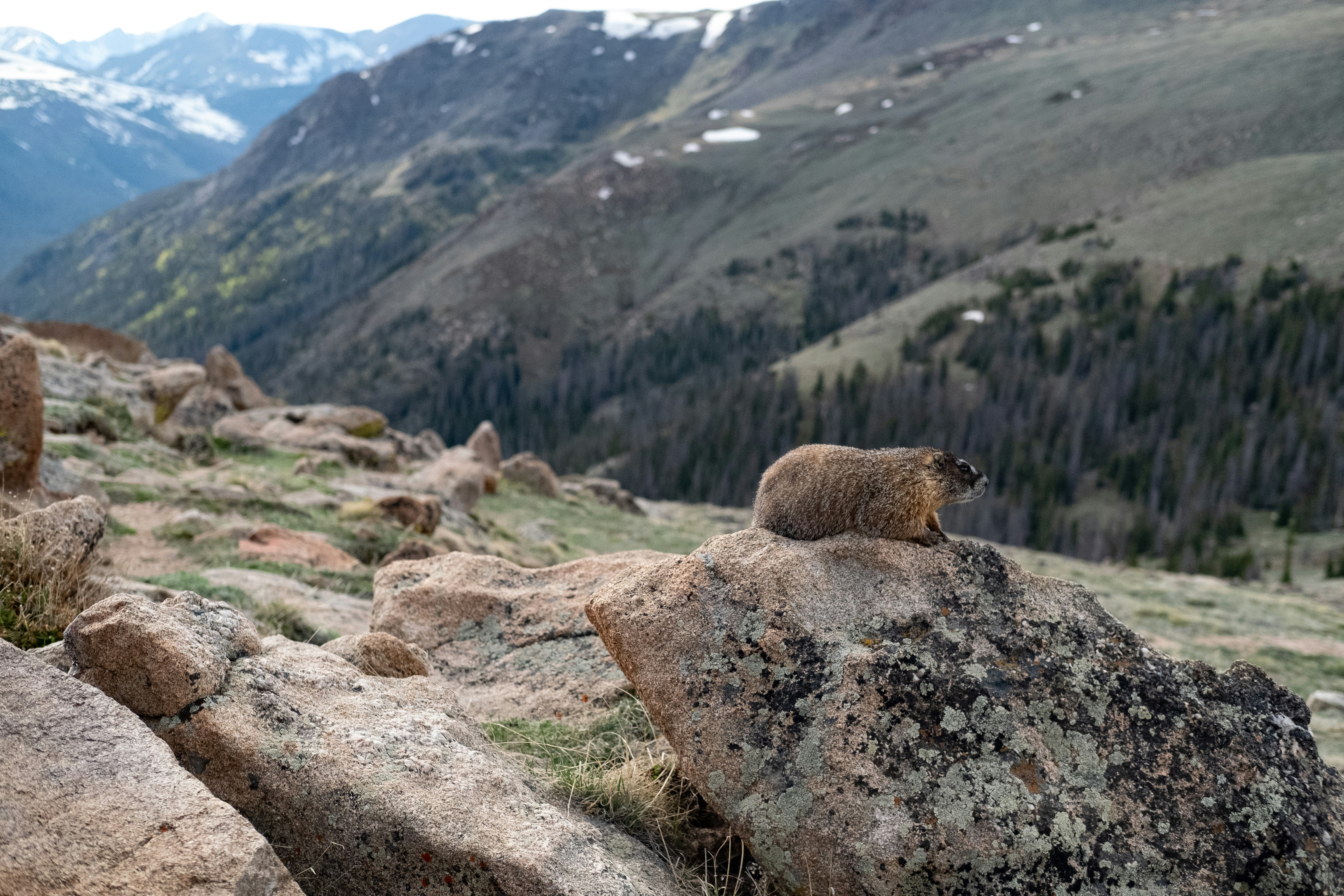 Rock Sentinel: A Marmot Perches Overlook on Alpine Stones