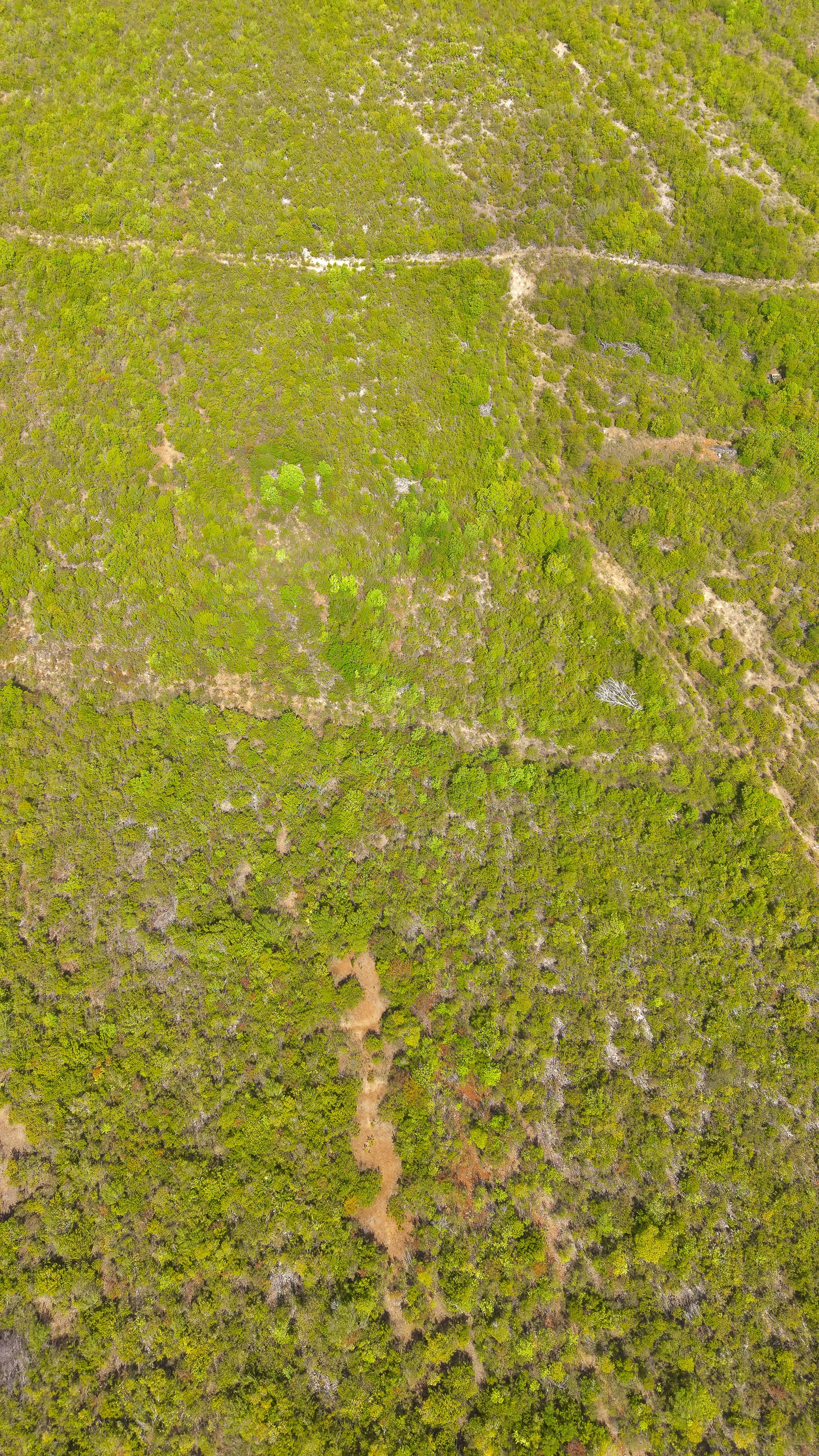Aerial Glade: Green Veins and Dusty Trails Across a Dappled Hillside