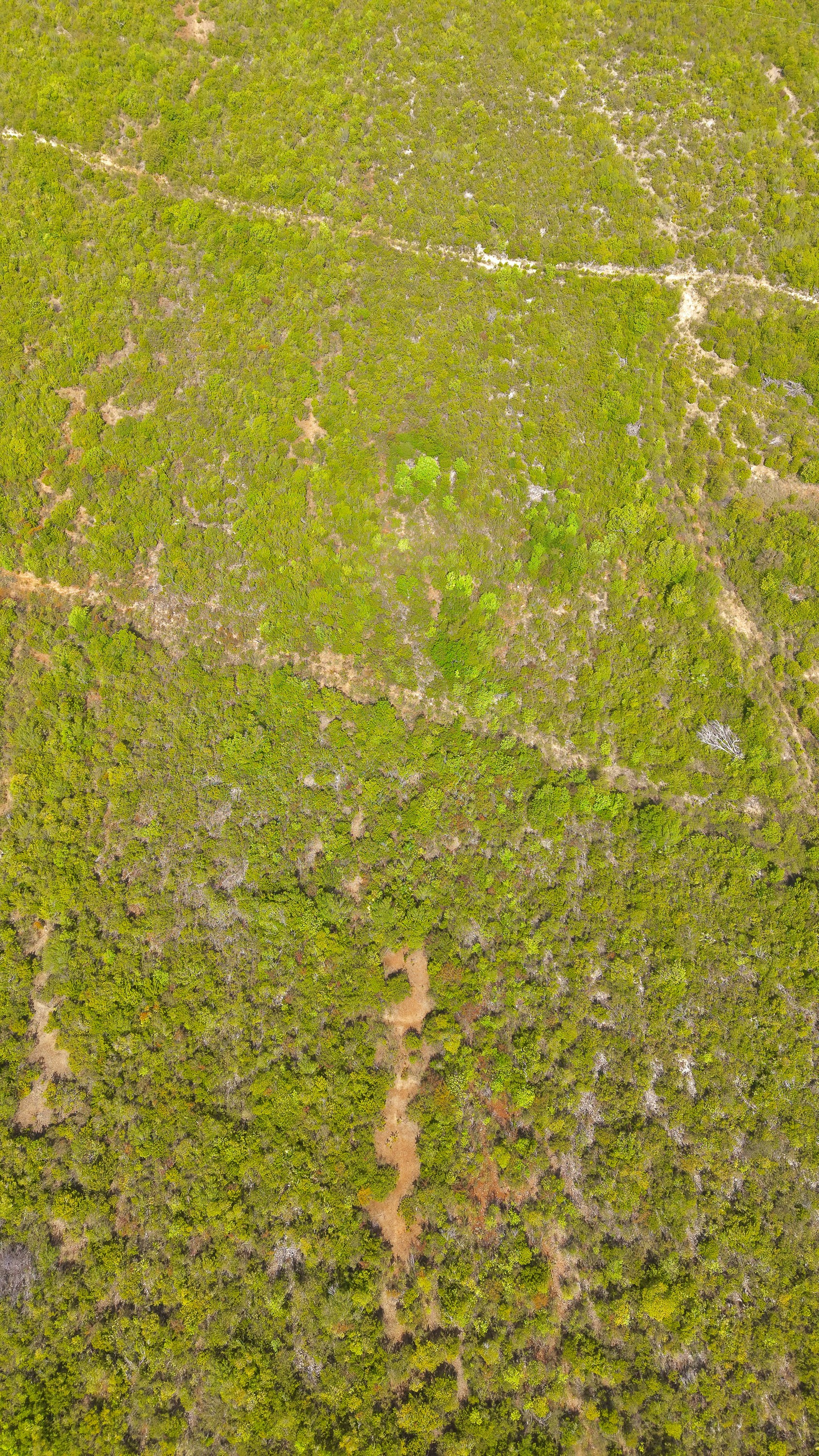 Verdant Serpent: Aerial Canopy Trails in Coastal Scrub