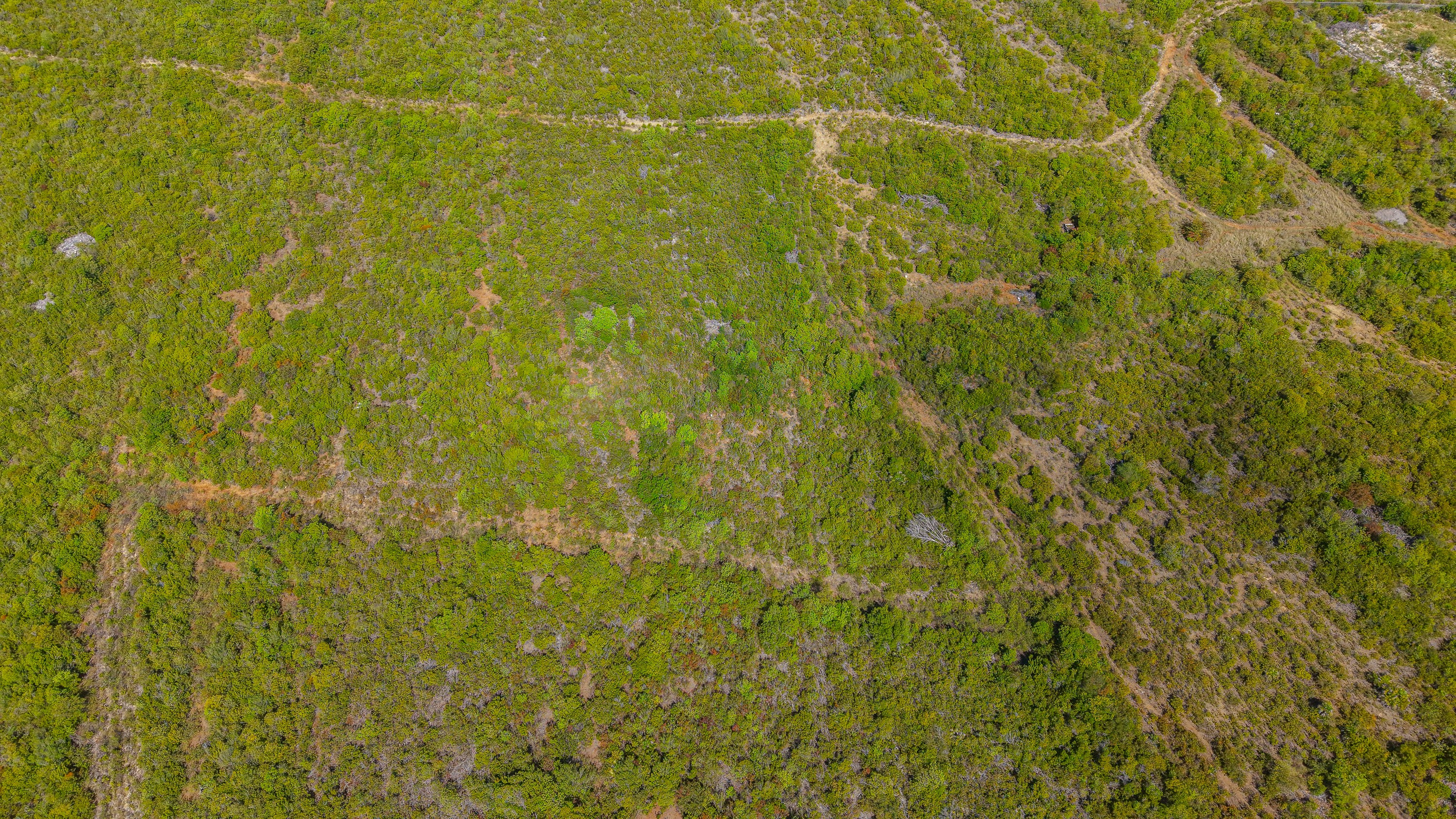 Checkerboard of Trails Through Green Moorland