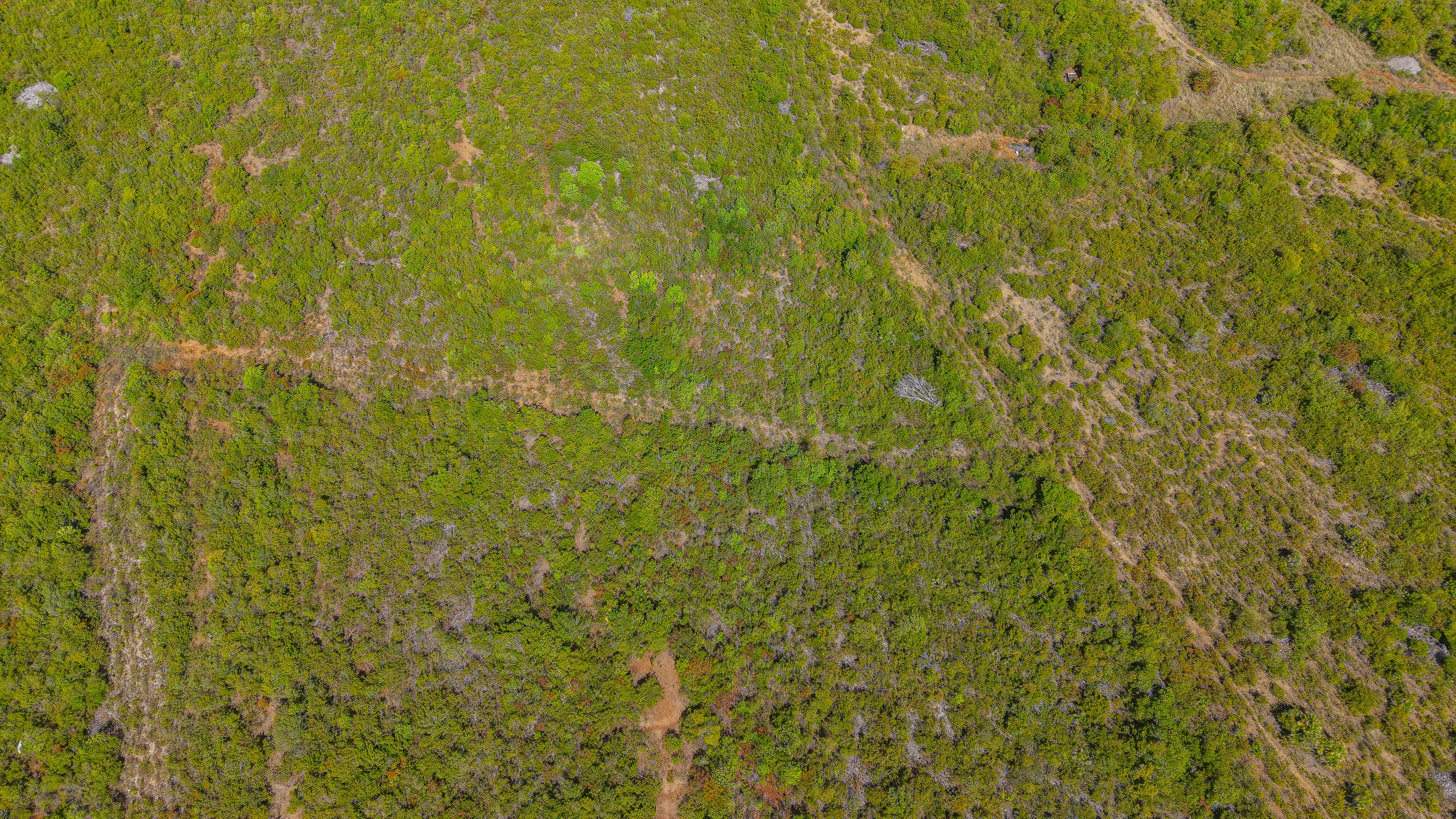 Verdant Ridges from Above: A Quiet Mosaic of Trails and Foliage
