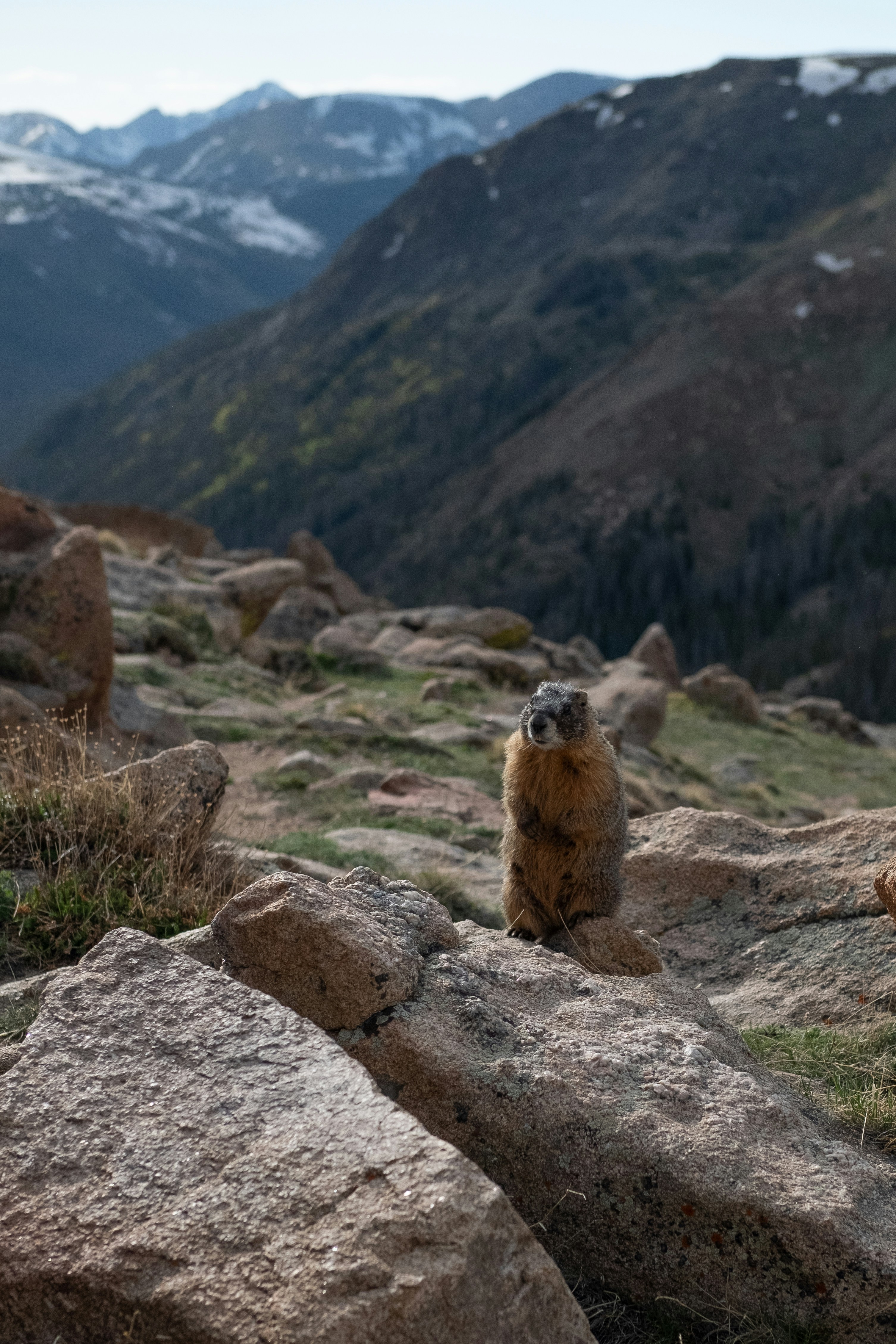 Stone sentinel: a marmot gazes over alpine rocks