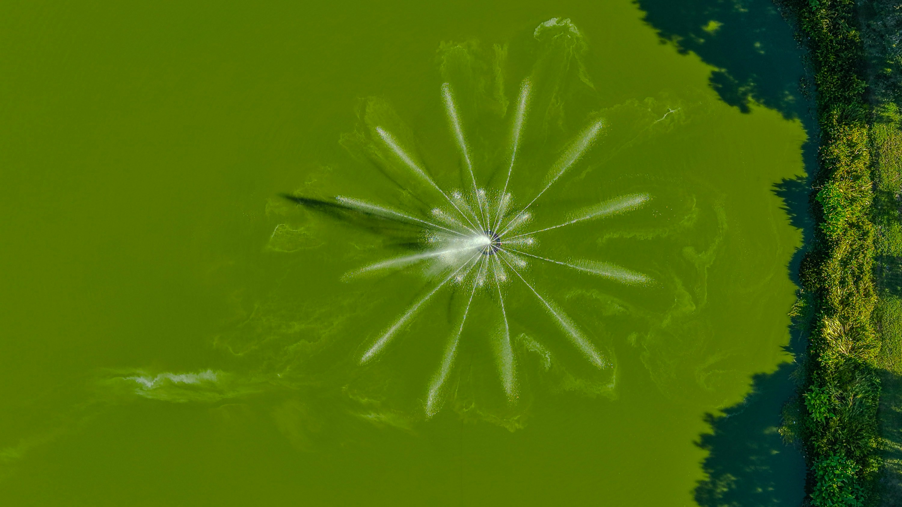 Circular Crest: A Green Wake in a Waterside Park