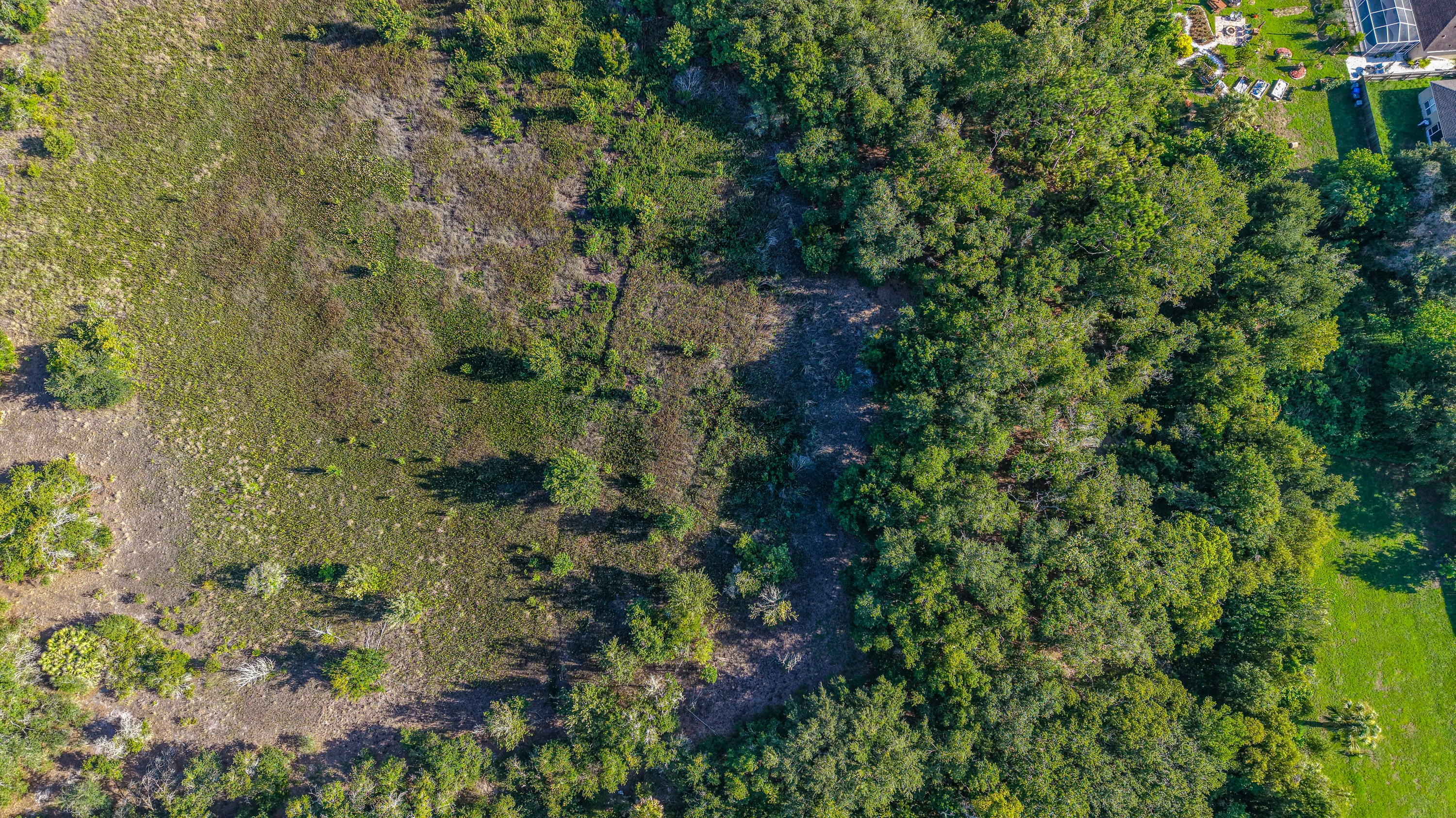 Patchwork Canopy: Aerial View of Green and Shadowed Woodland Edges