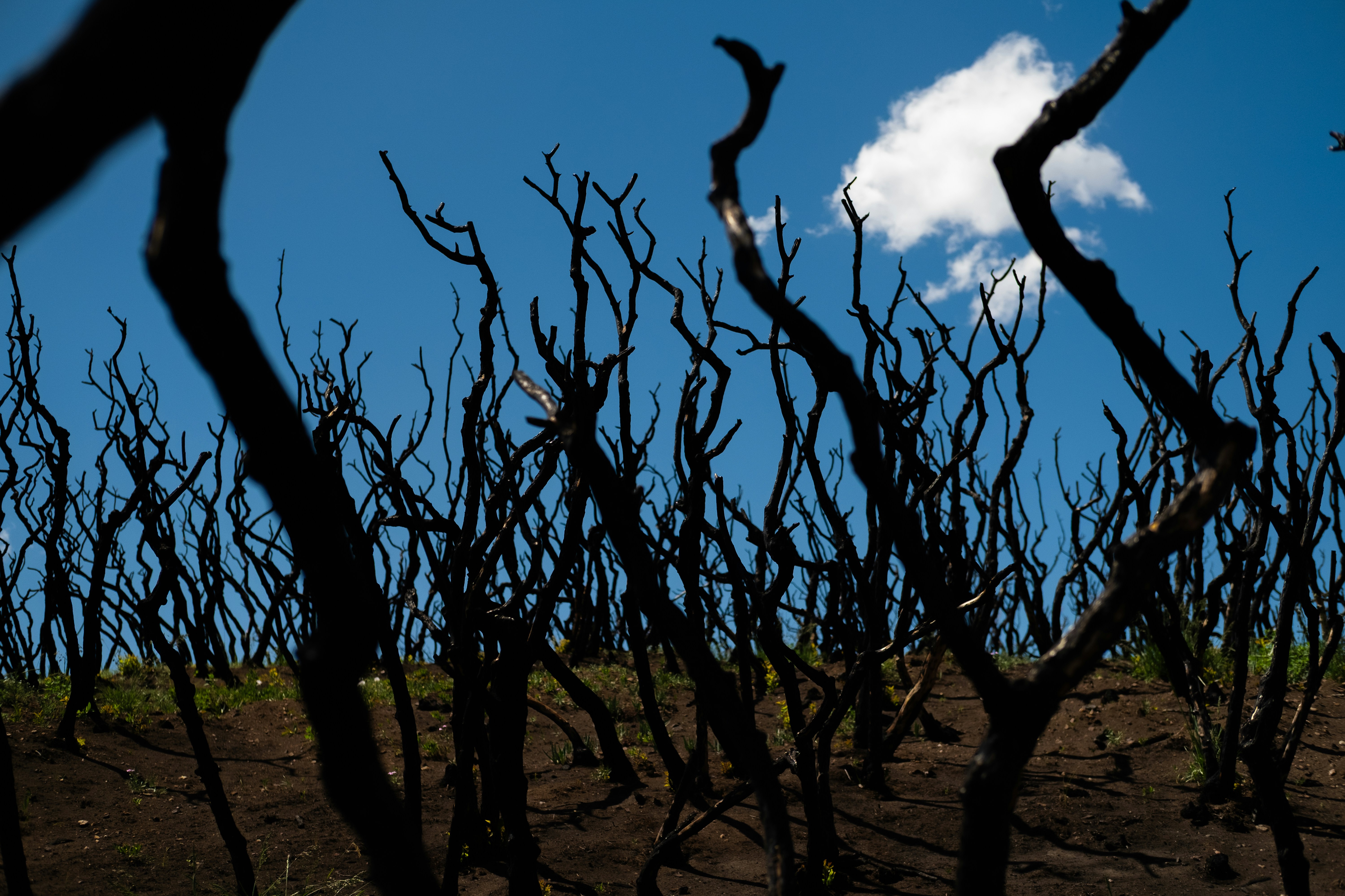 Charred Silent Forest: A Field of Blackened Trees Against a Clear Sky
