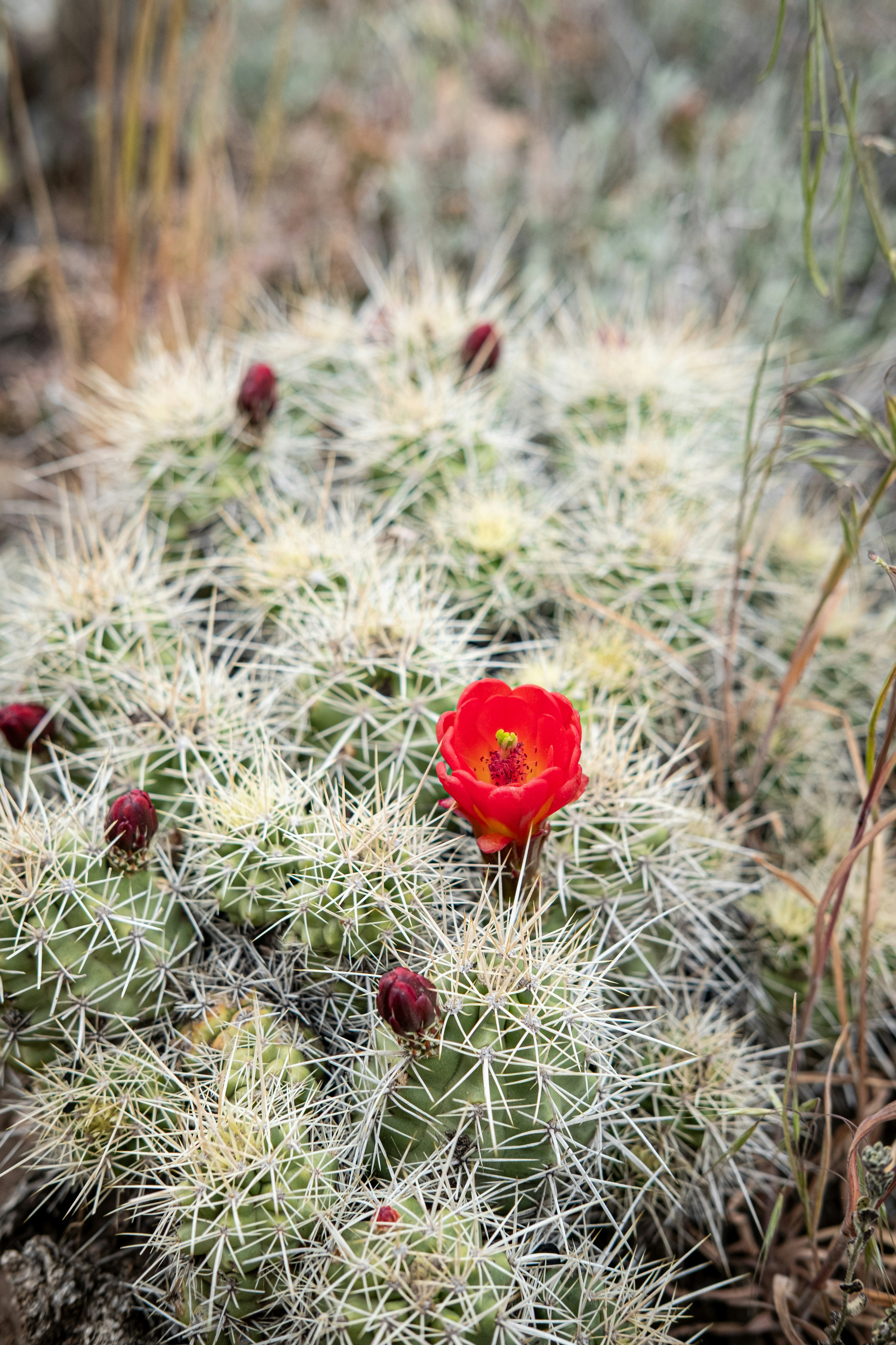 Red bloom among a spiky sea: cactus flowers emerge in desert glow