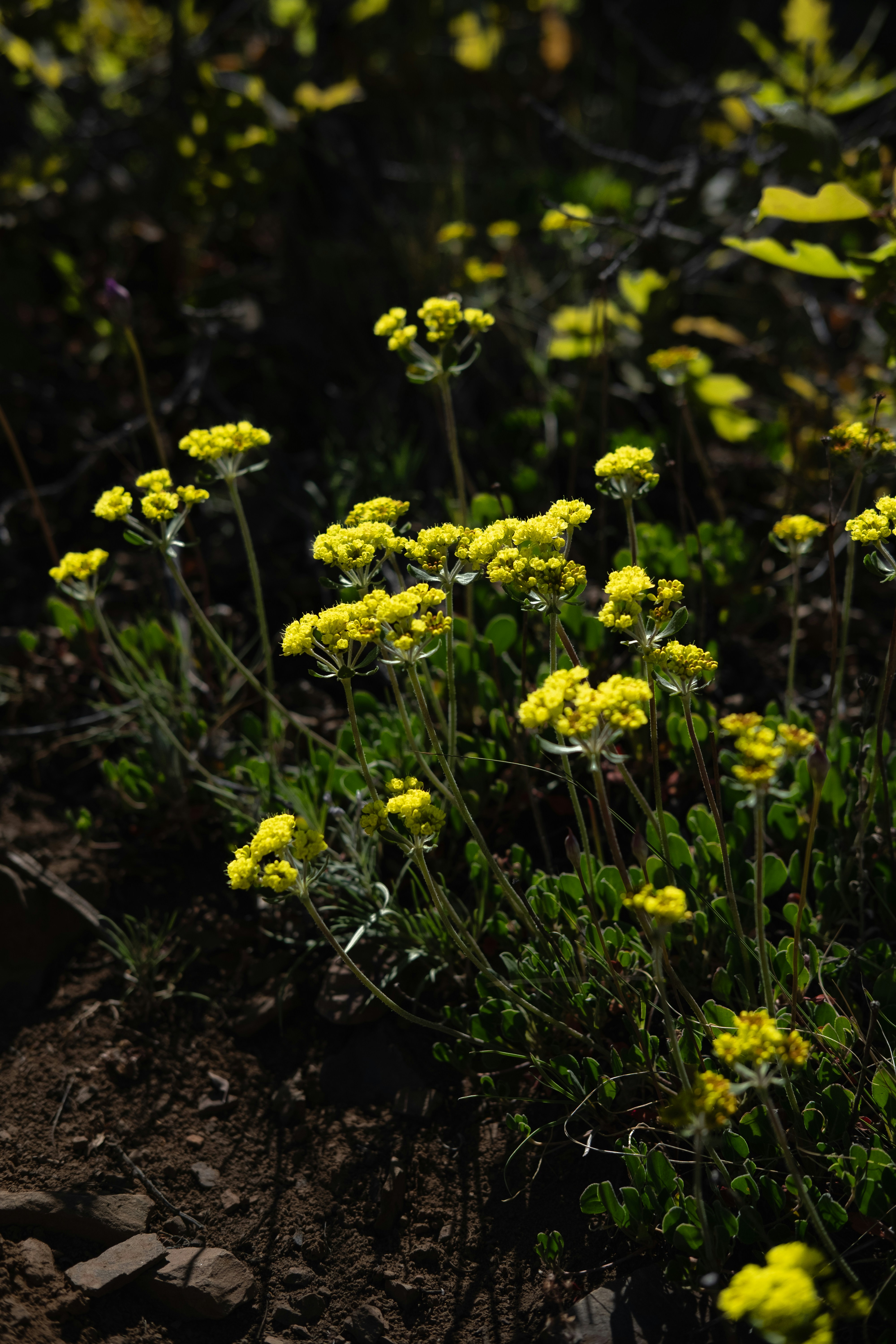 Sunlit Yellow Blooms in Quiet Underbrush