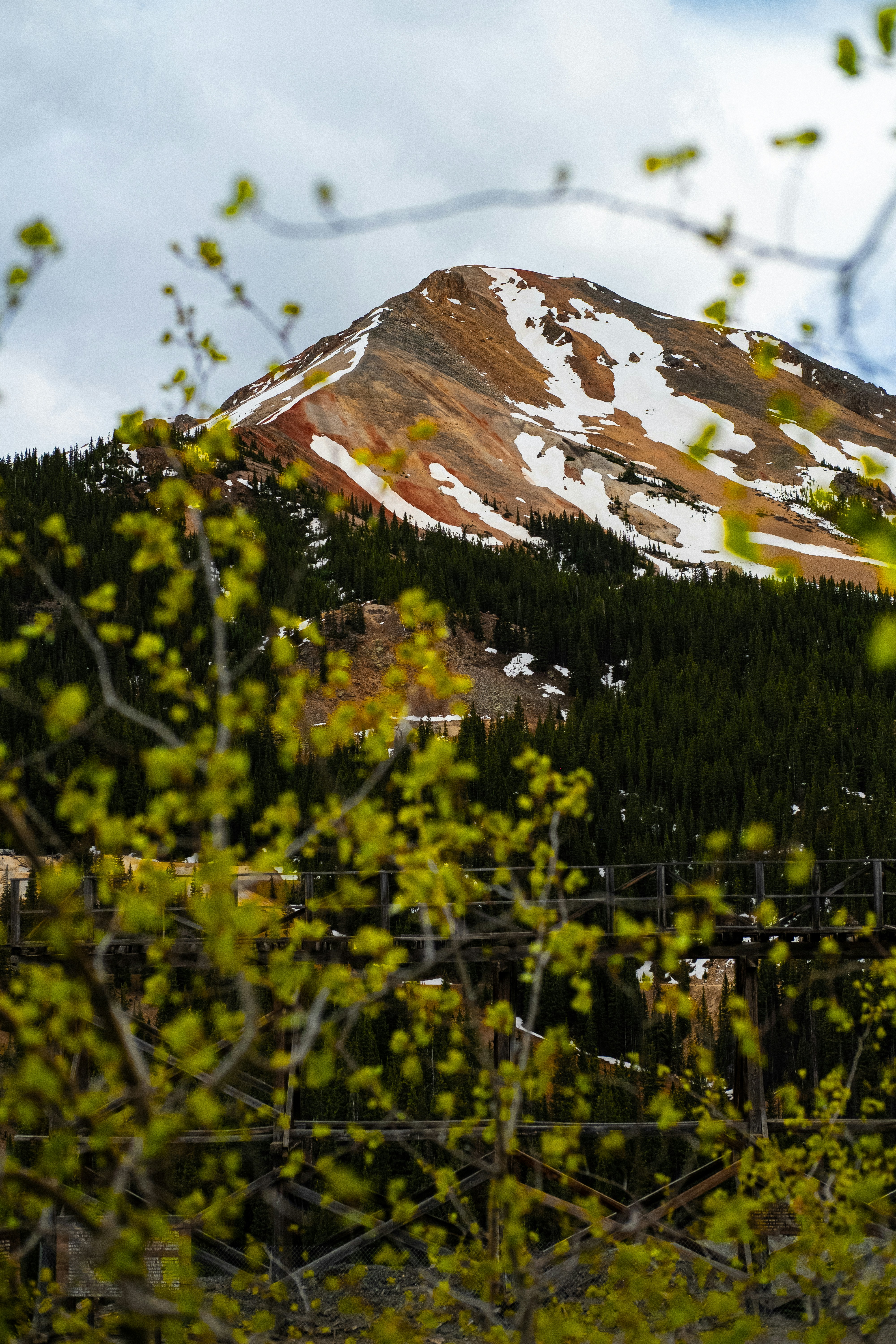 Snow-capped peak peering through foreground spring greens