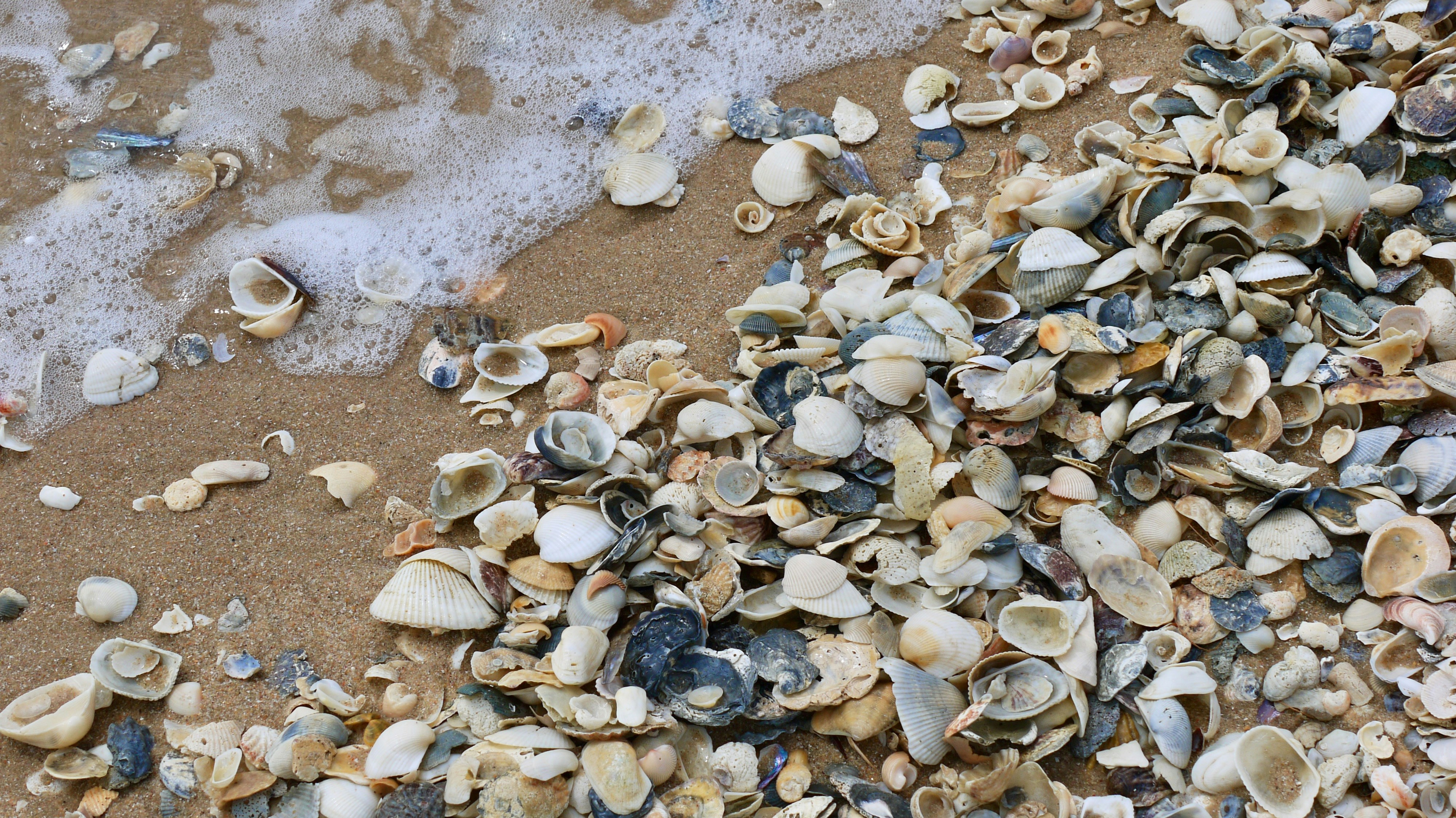 Shells in the Tide: A Quiet Shoreline Mosaic