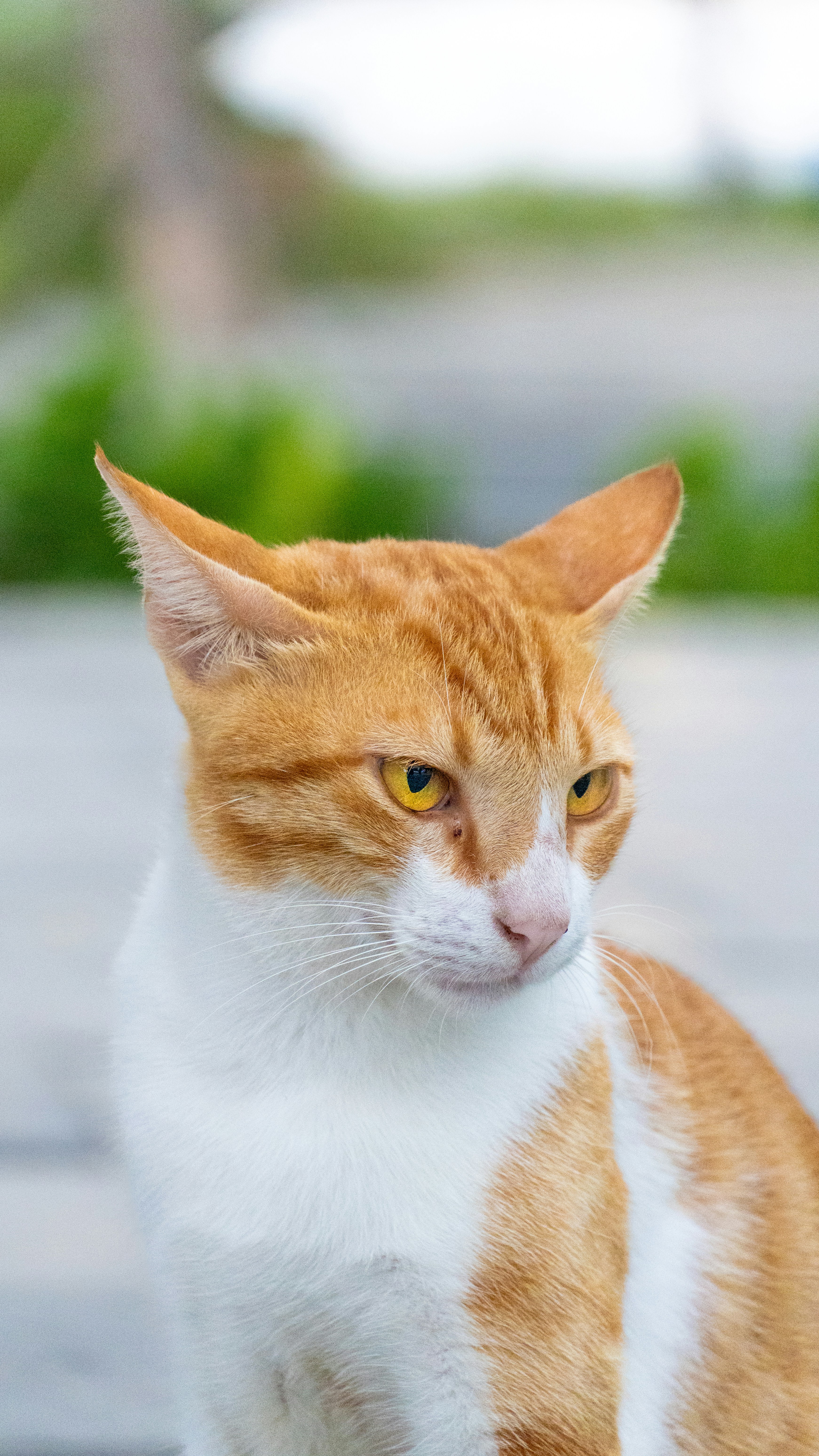 Orange tabby in focus: a calm portrait on a sunlit pavement