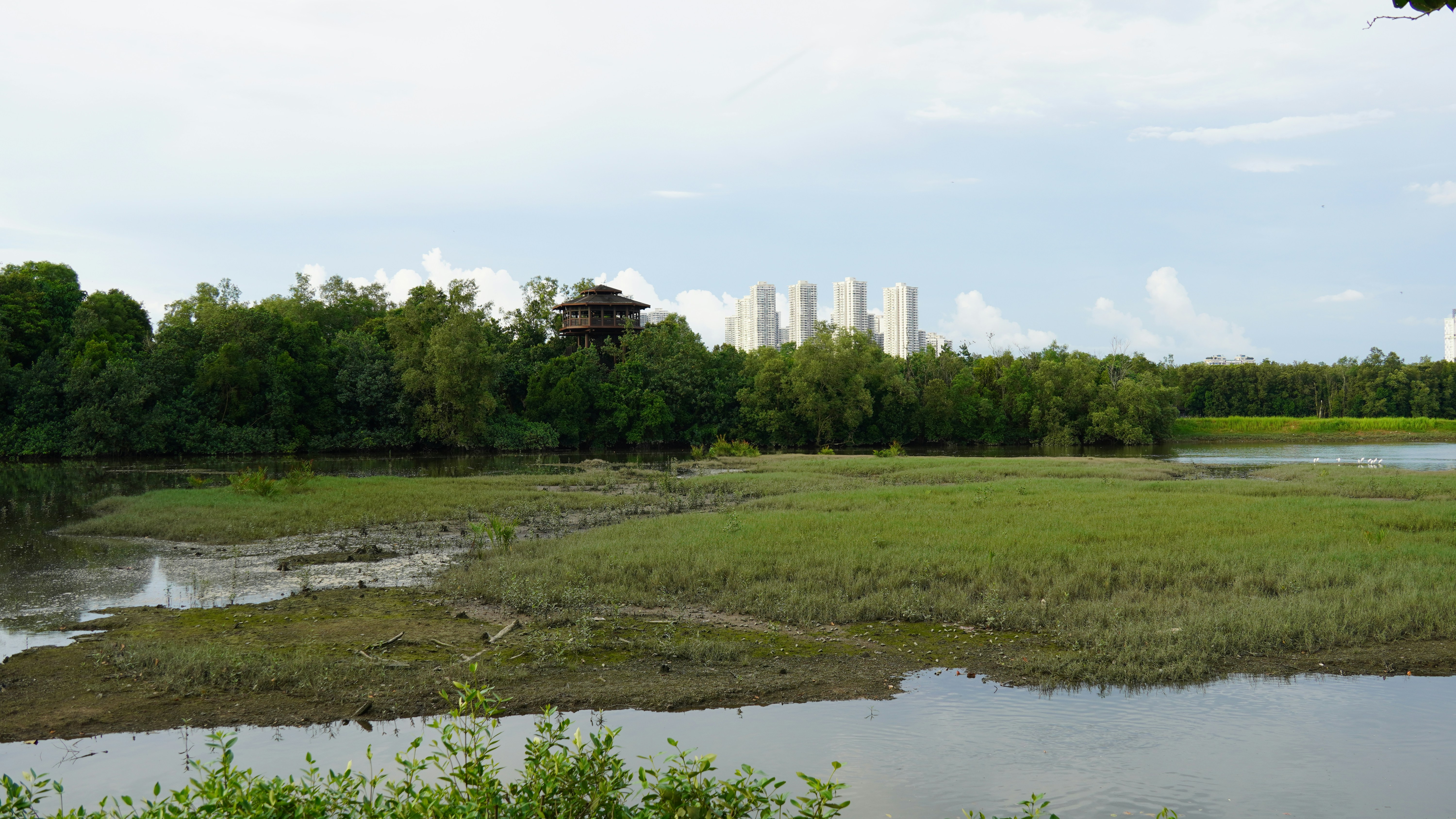 Urban skyline rising beyond a marsh: a quiet landscape with distant high-rise silhouettes