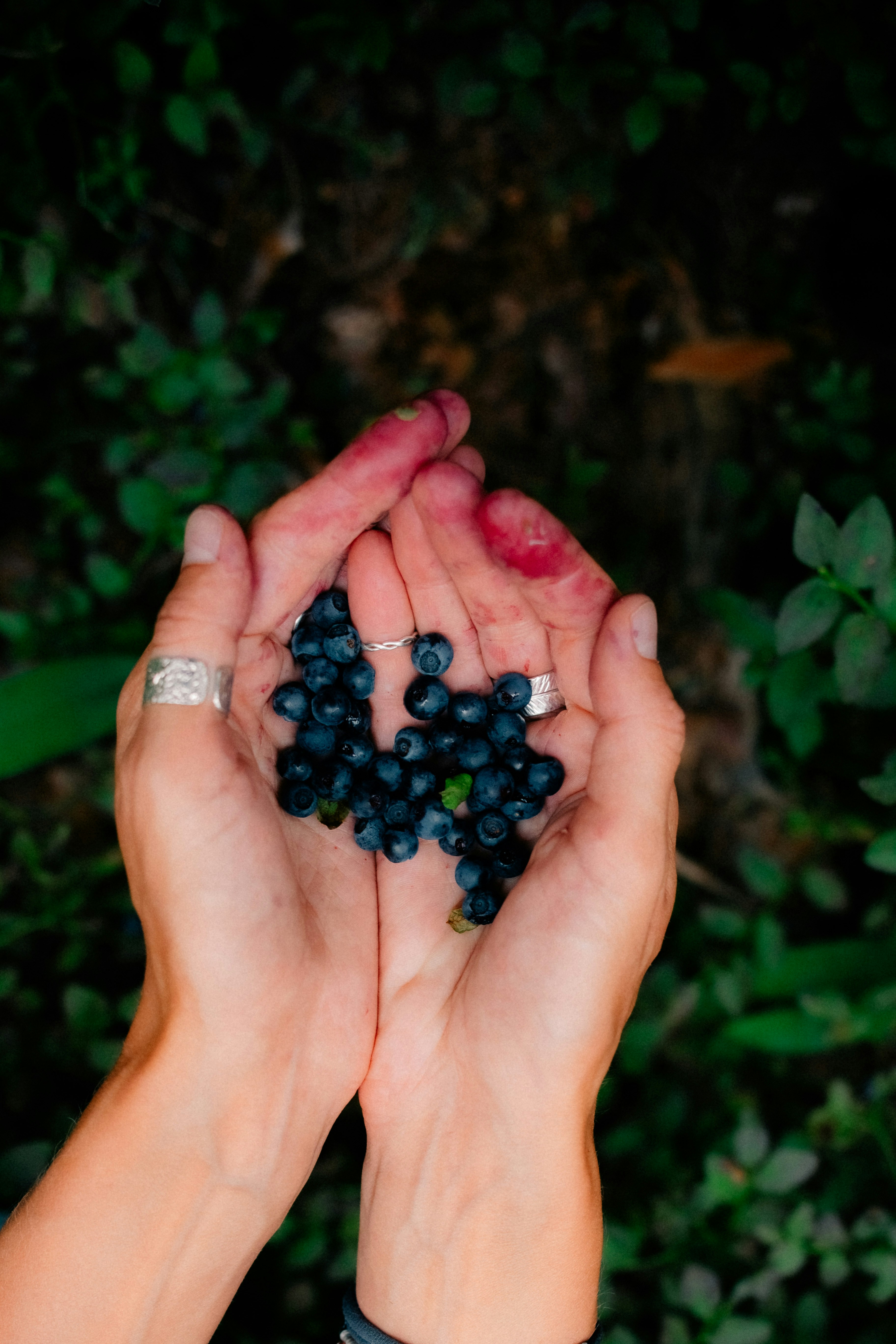 Gloved Hands cradle a berry-laden harvest in a shadowed garden