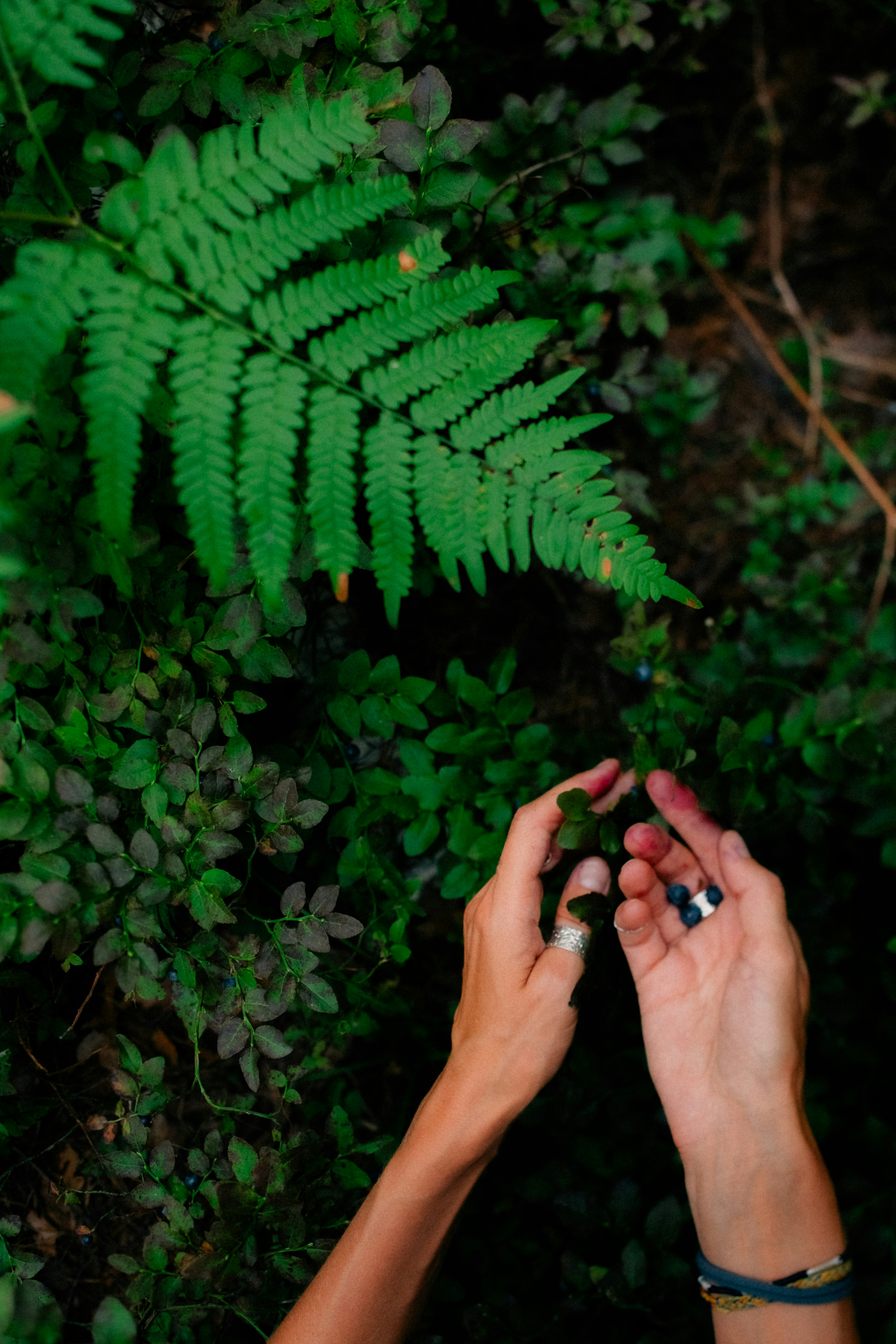 Hands Nurturing a Hidden Fern
