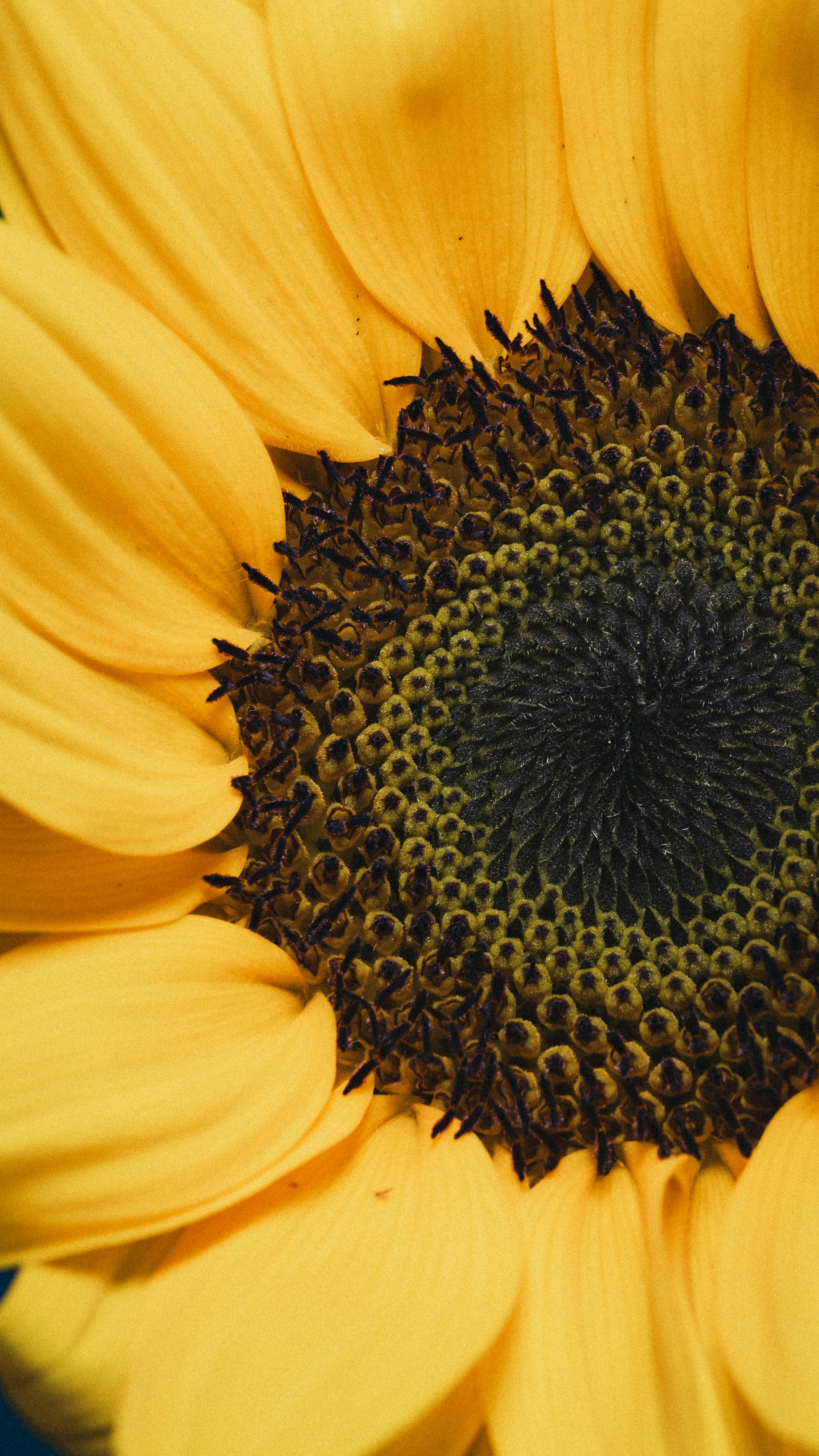 Sunlit Center: A Close-Up of a Radiant Sunflower’s Core