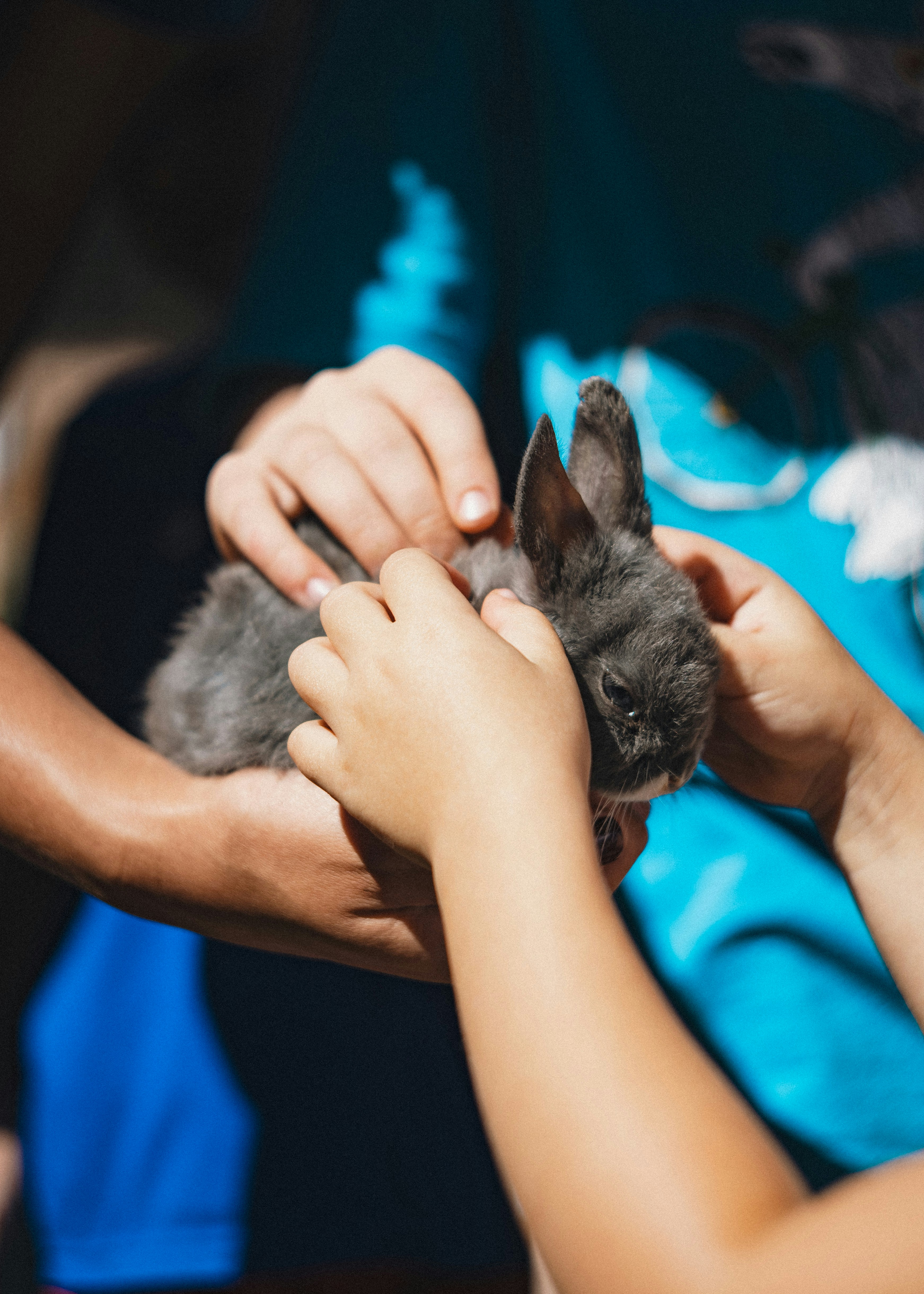 Hands and Rabbit: A Quiet Moment of Tender Care