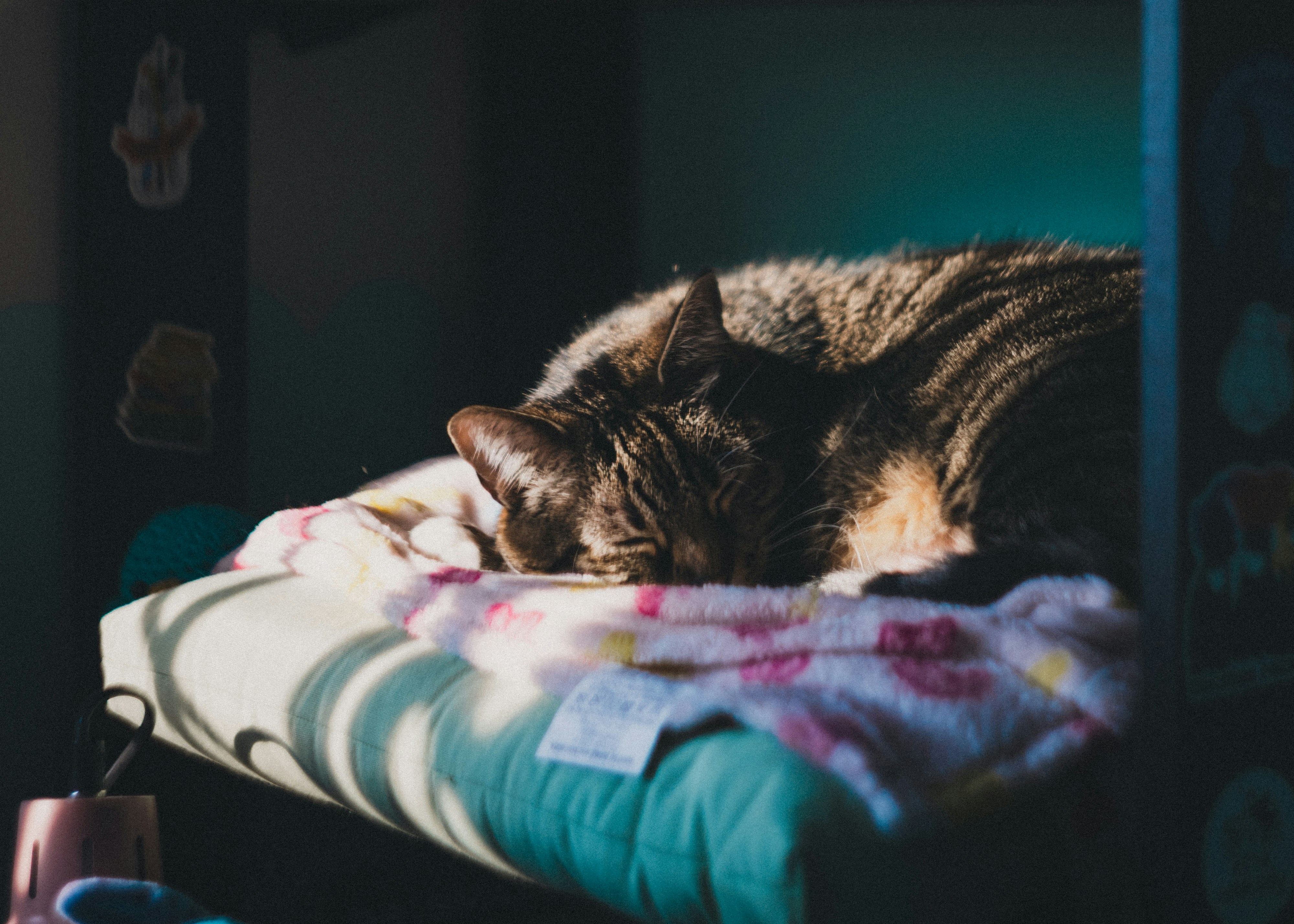 Sunlit Slumber: A Cat Resting on a Plush Energiescape