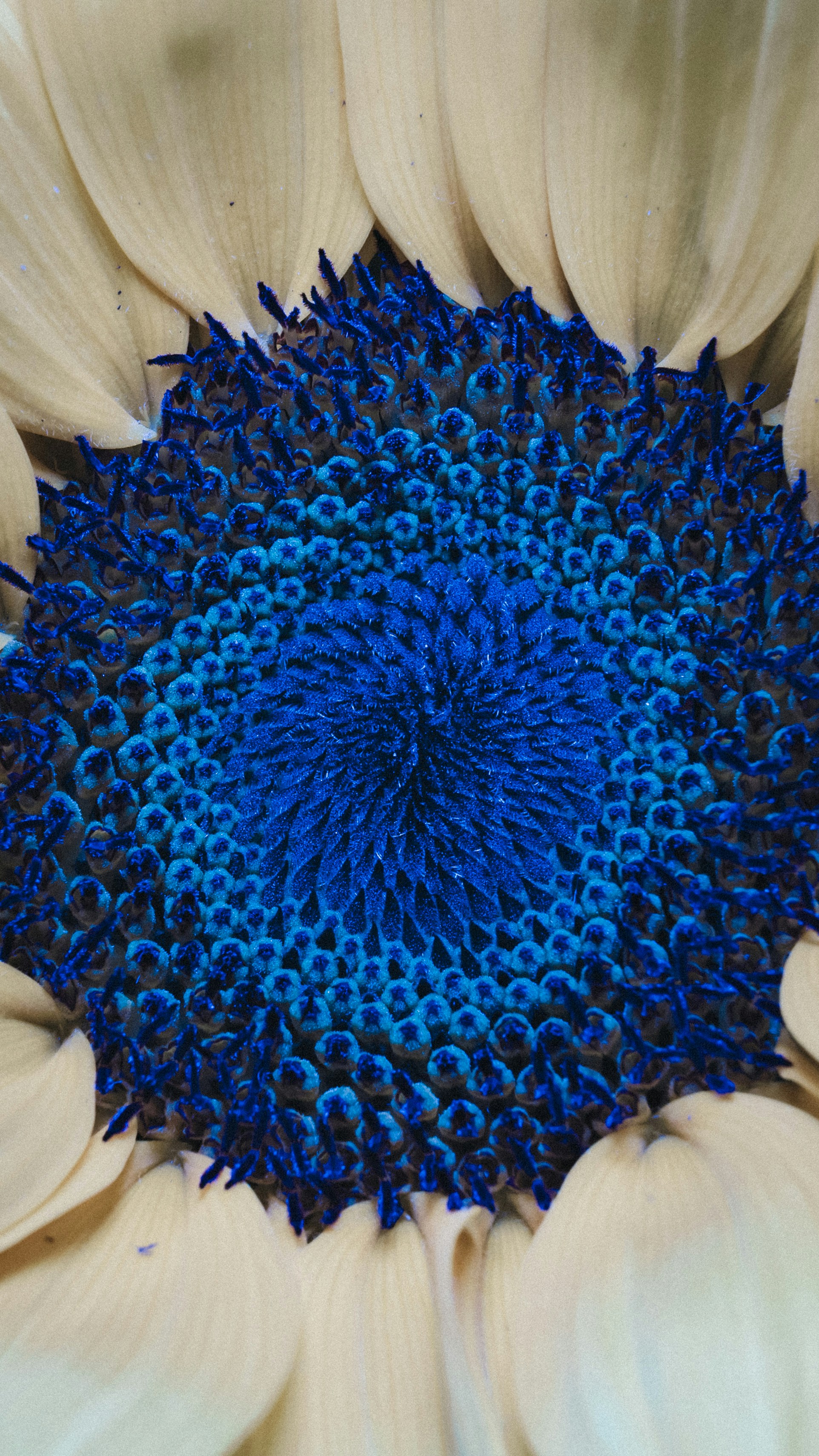 Blue Orbit: A Macro Dance at the Sunflower Center