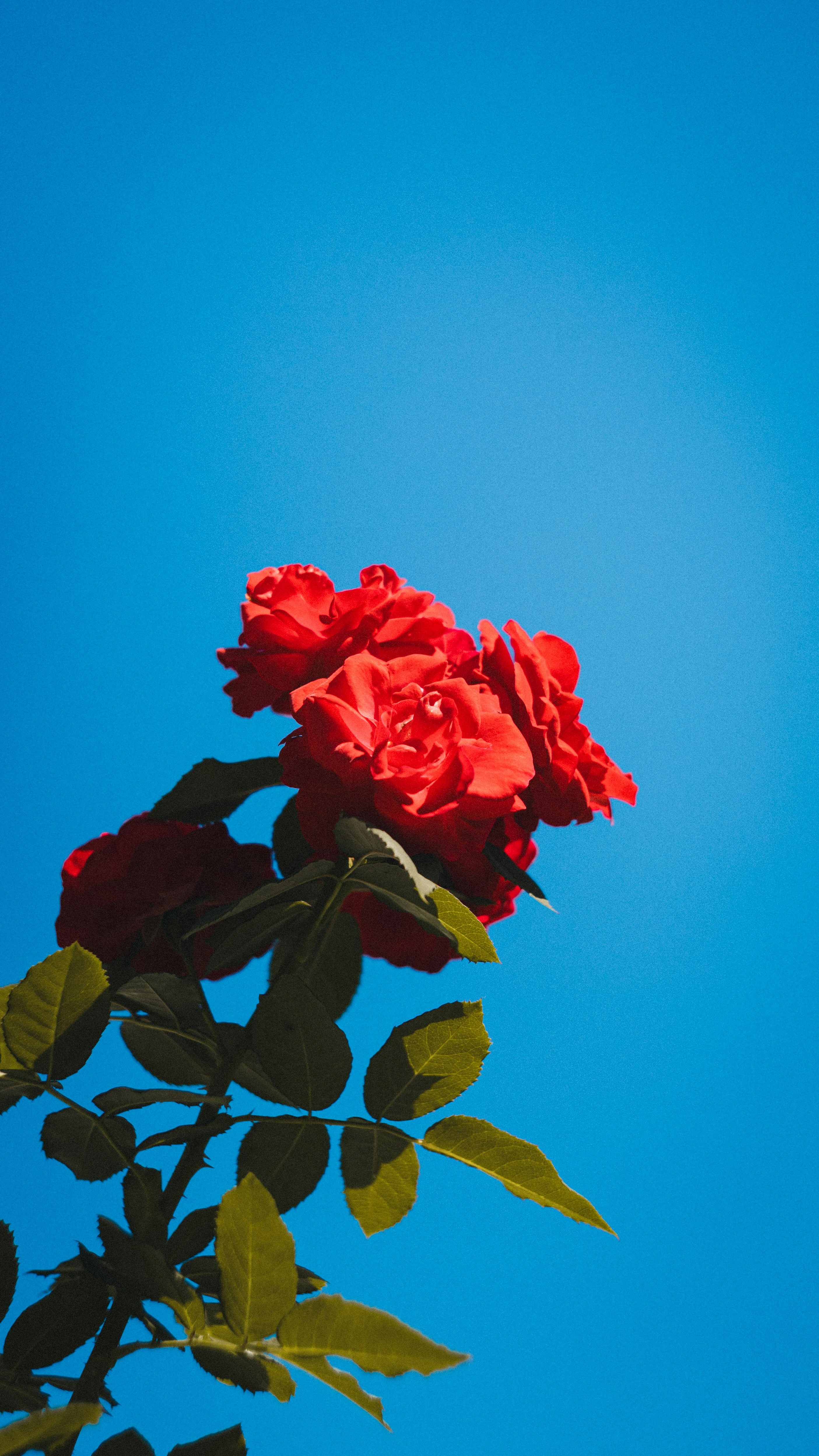 Crimson bloom against a velvet sky