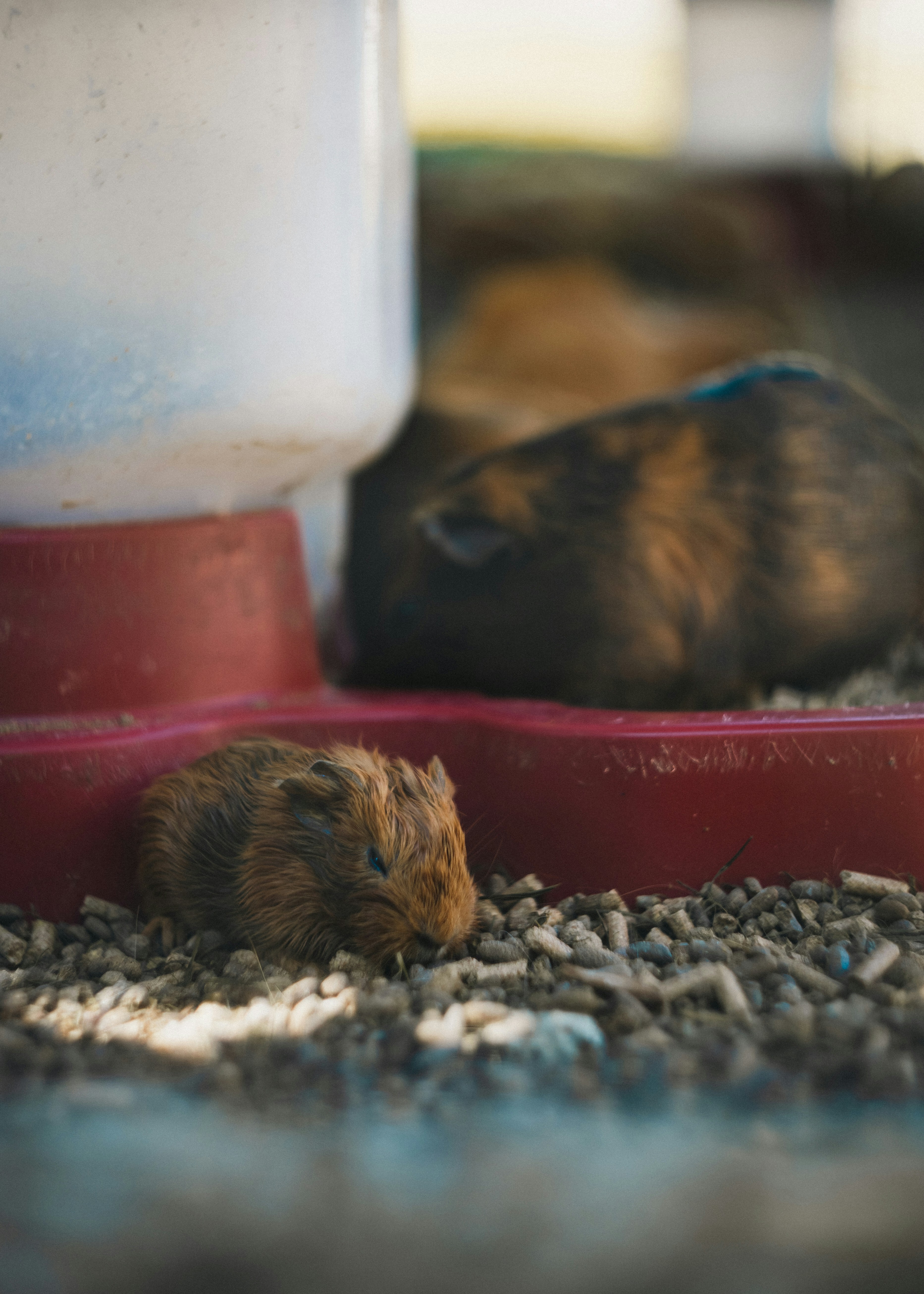 Tiny Dormant Heartbeat: A Ground-Level Portrait of a Quiescent Rodent
