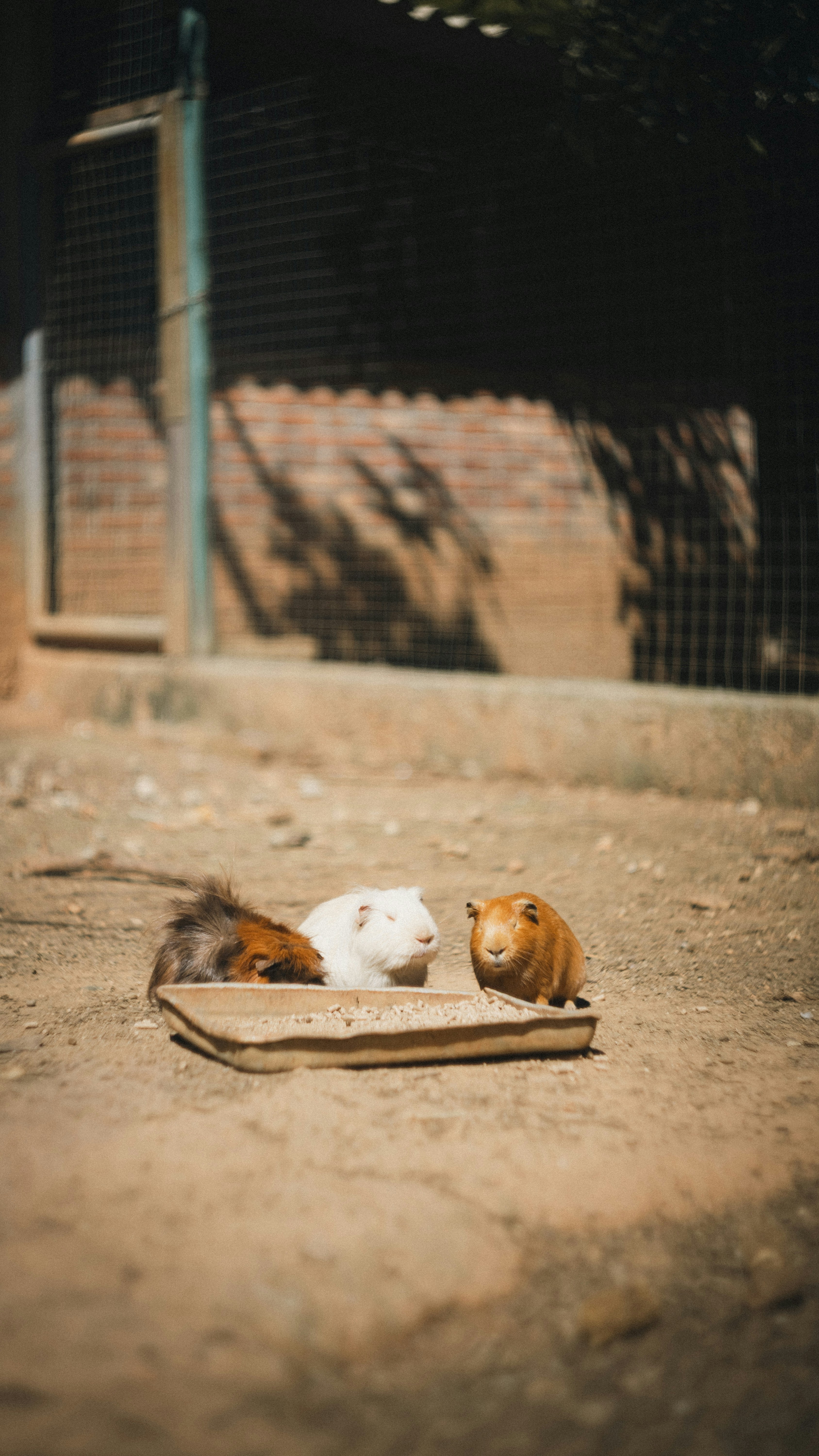 Two Tiny Chefs Share a Quiet Feast in the Dust