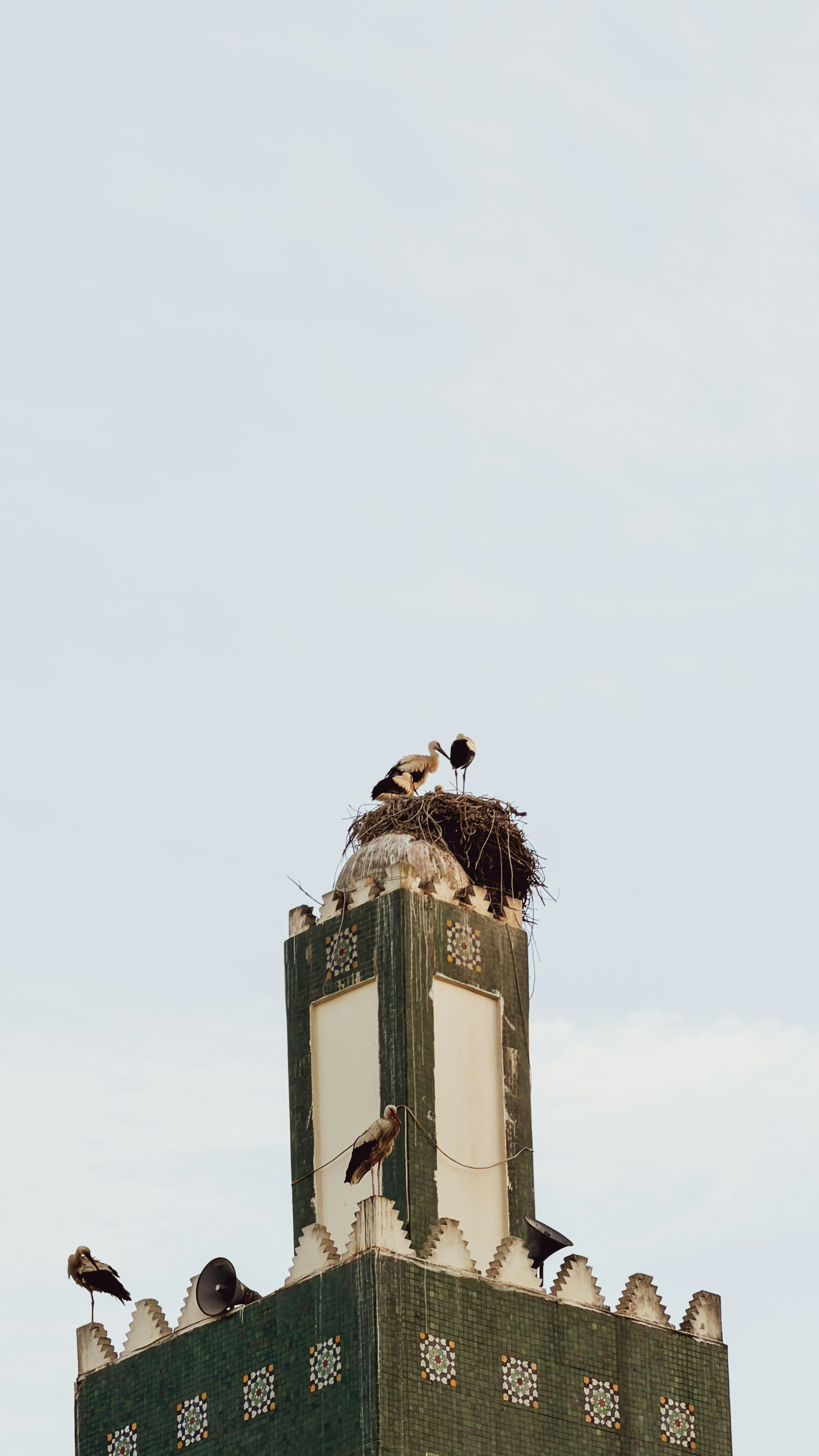 Storks and nest on a green mosaic minaret