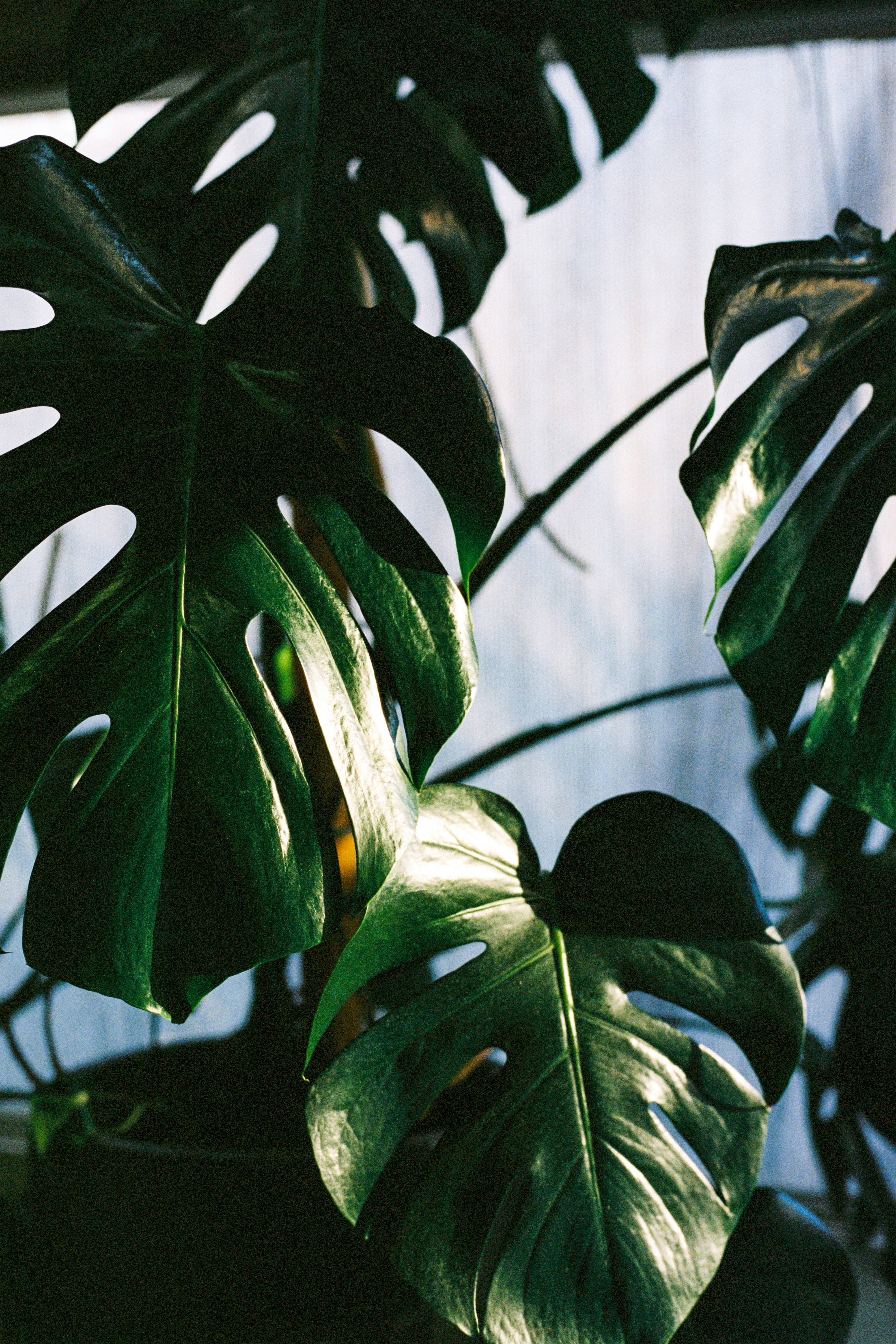 Shadowed Monstera: Green Silhouettes in Gentle Light