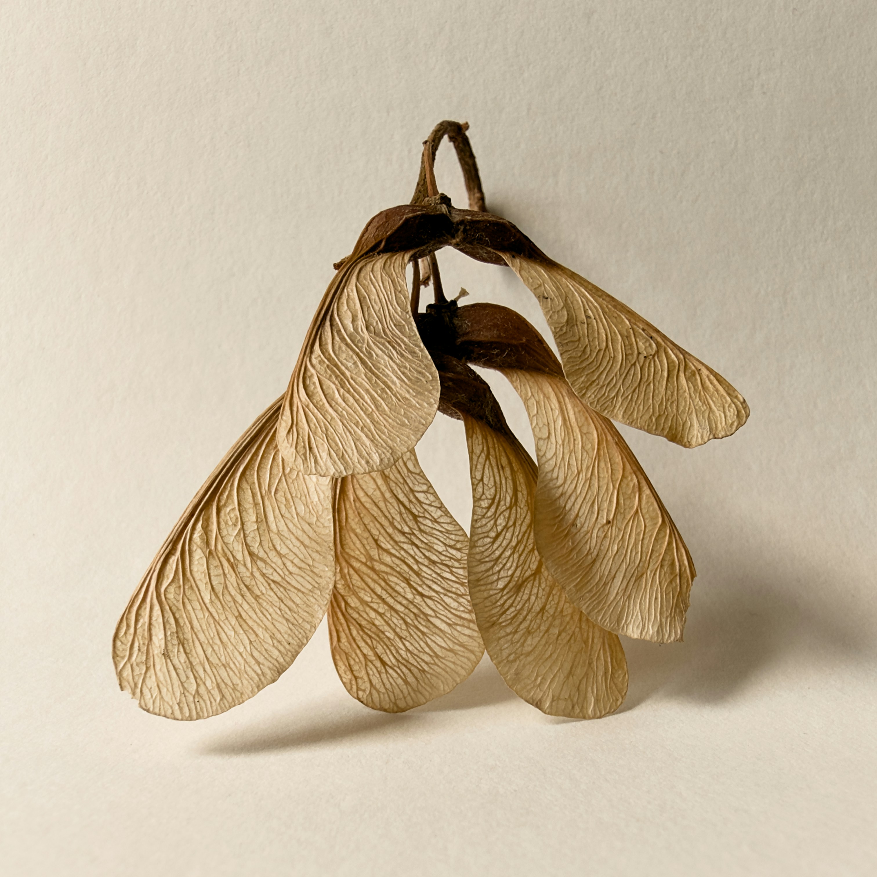 Desaturated seed pod bloom: a delicate cluster of dried wings against pale backdrop