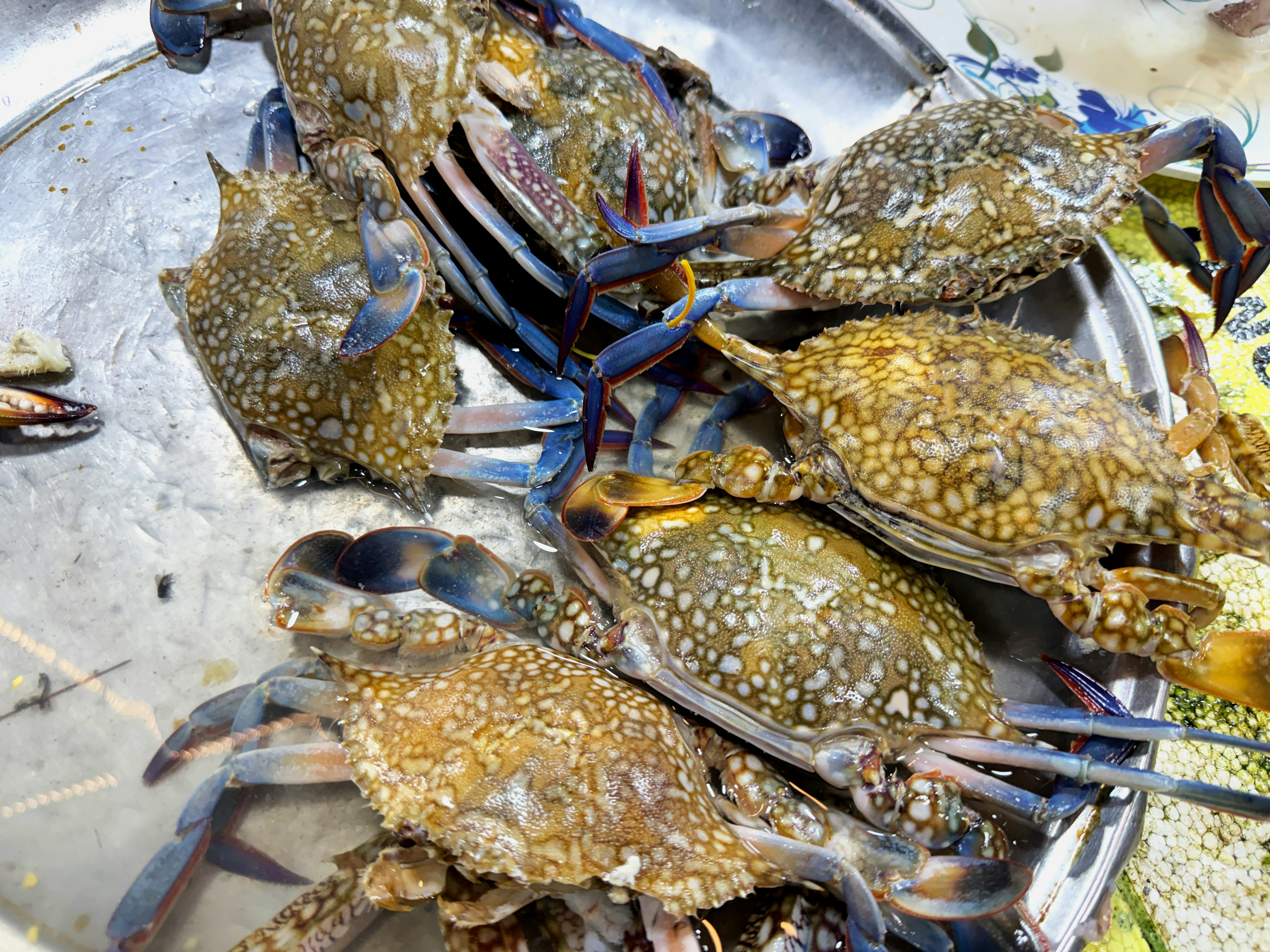 Pile of patterned crab crustaceans in a metal tray