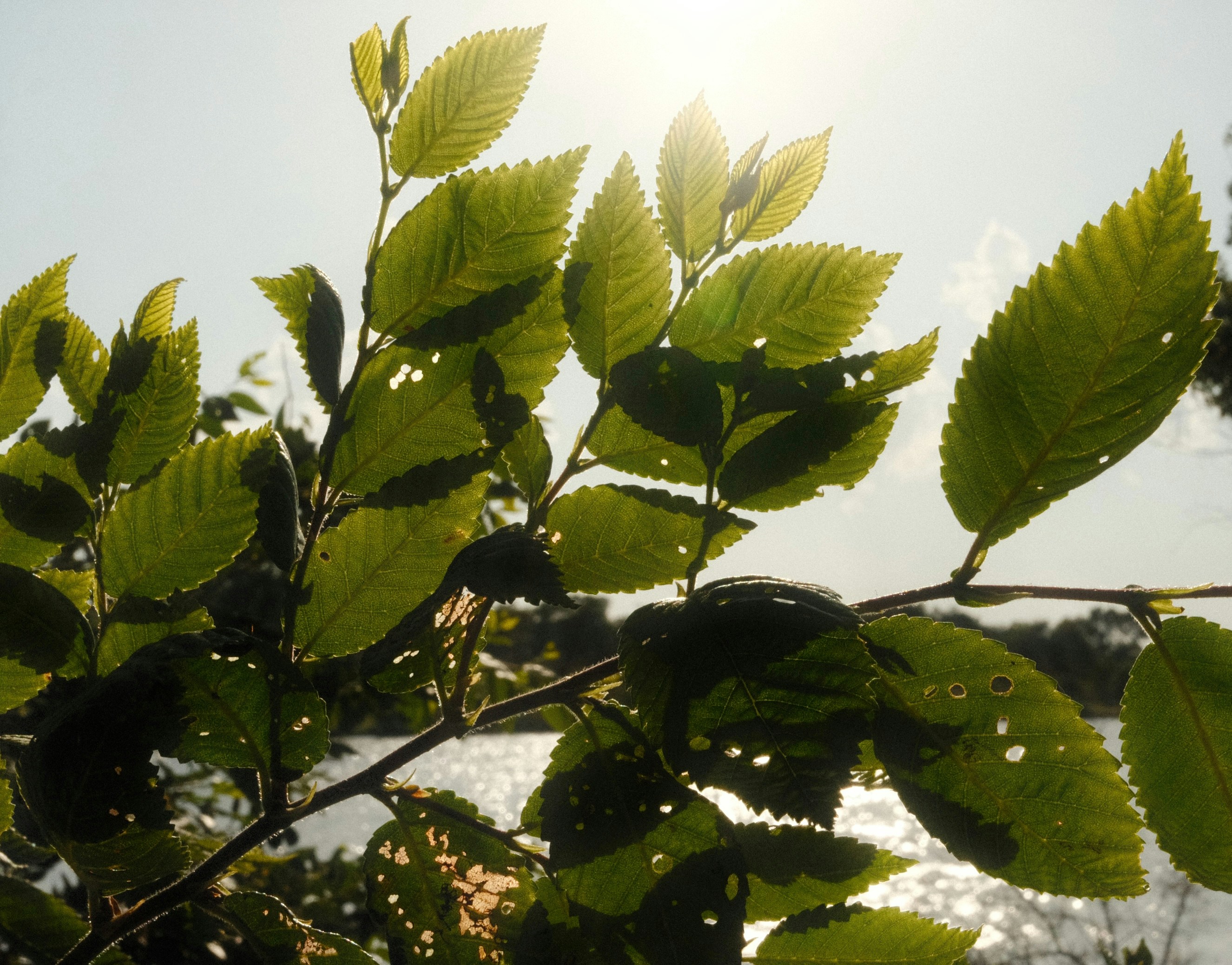 Sunlit Leaves Framing a Lake’s Edge