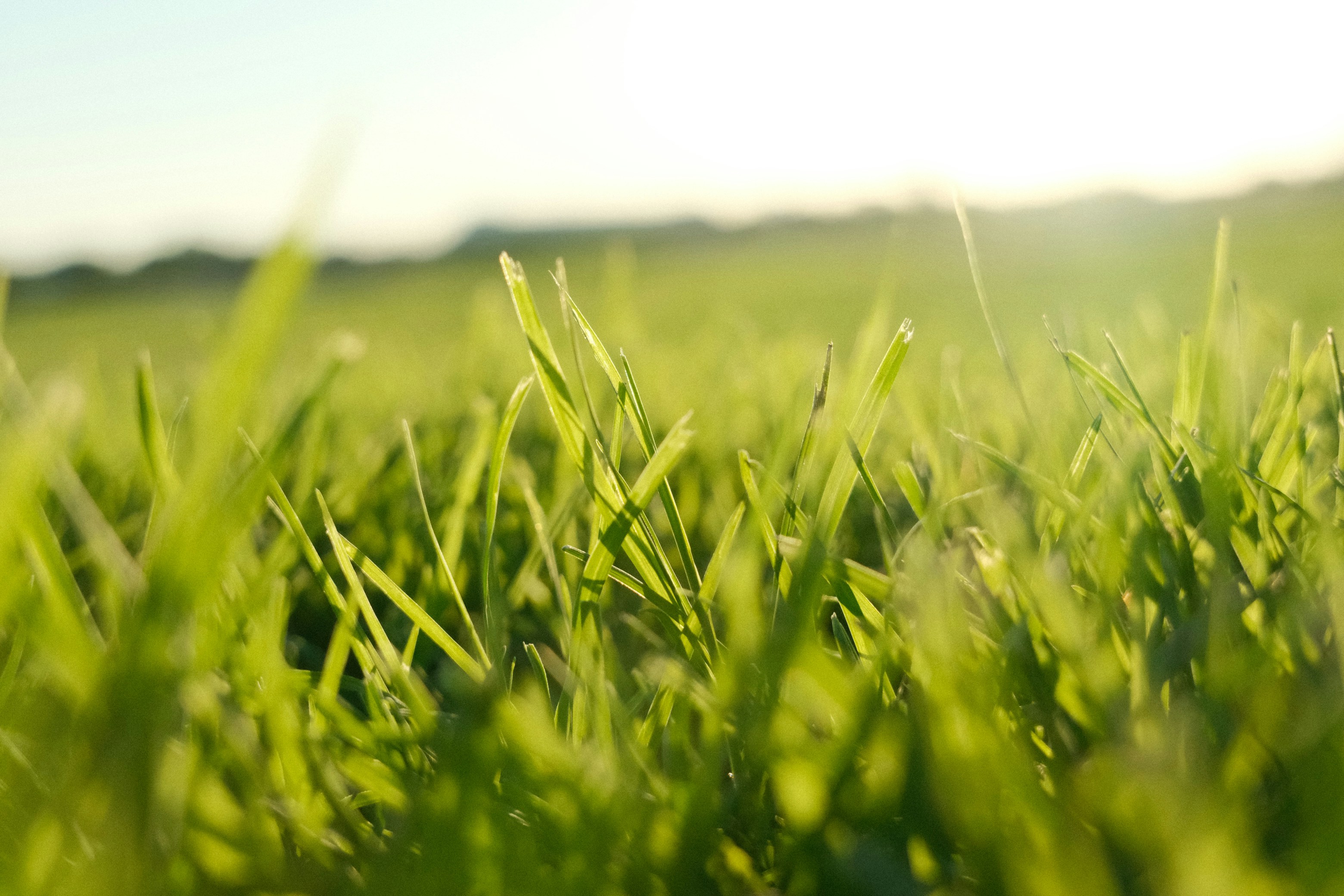 Wakeful Green: Morning Grass in Soft Focus