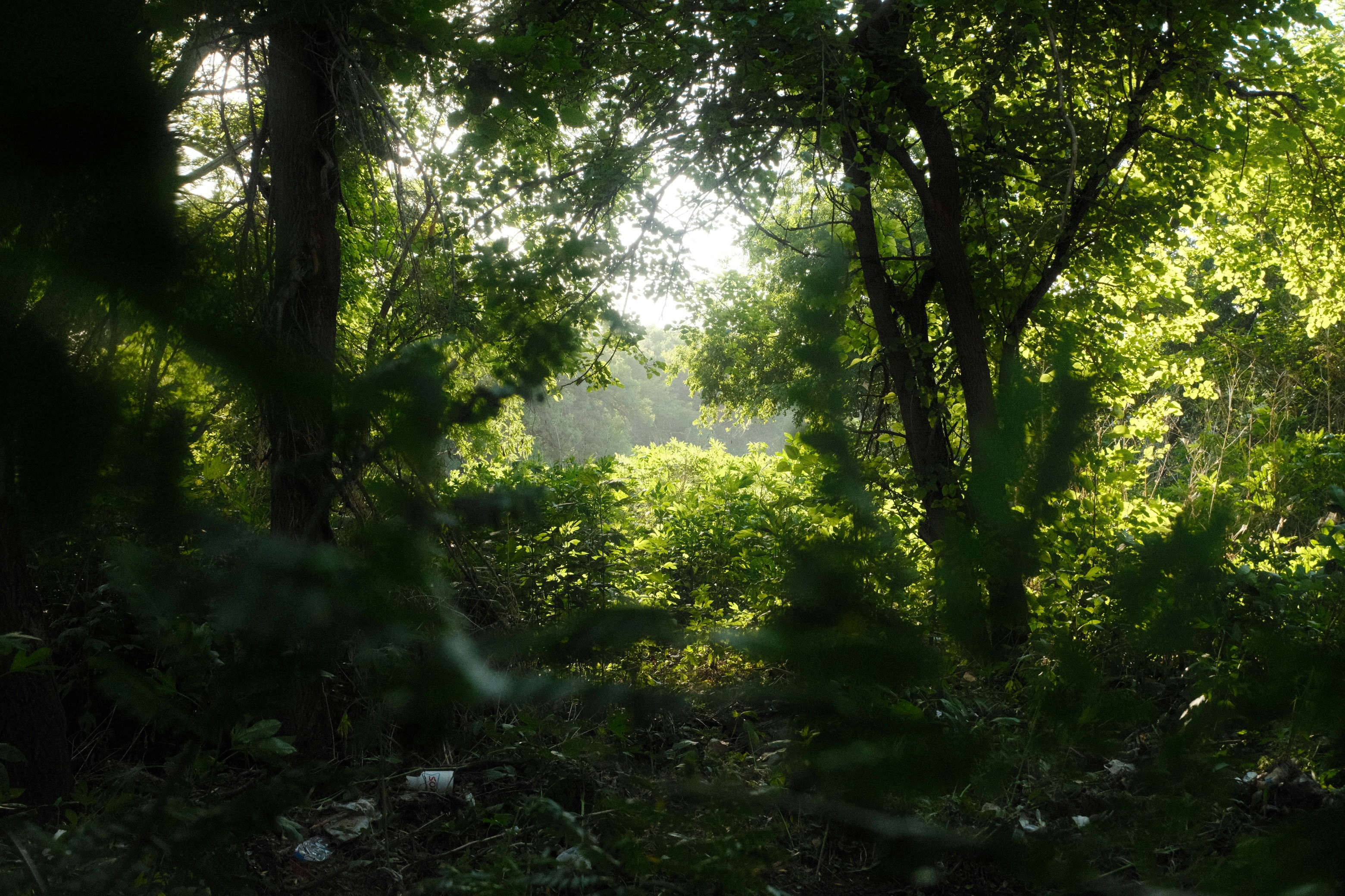 Sunlit Clearing Beyond the Shadowed Trees
