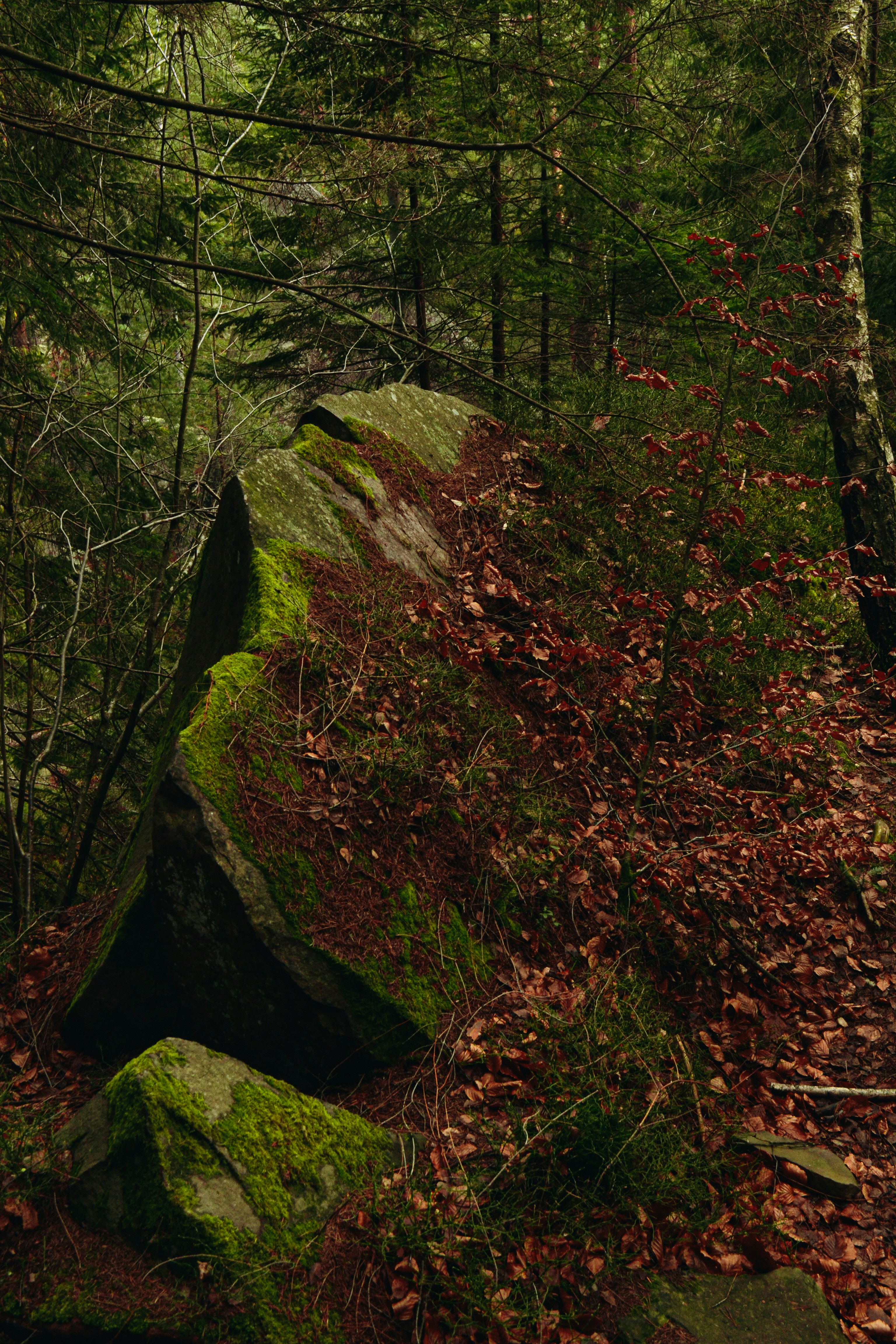 Moss-Cashed Rock Niche in a Quiet Forest Glade
