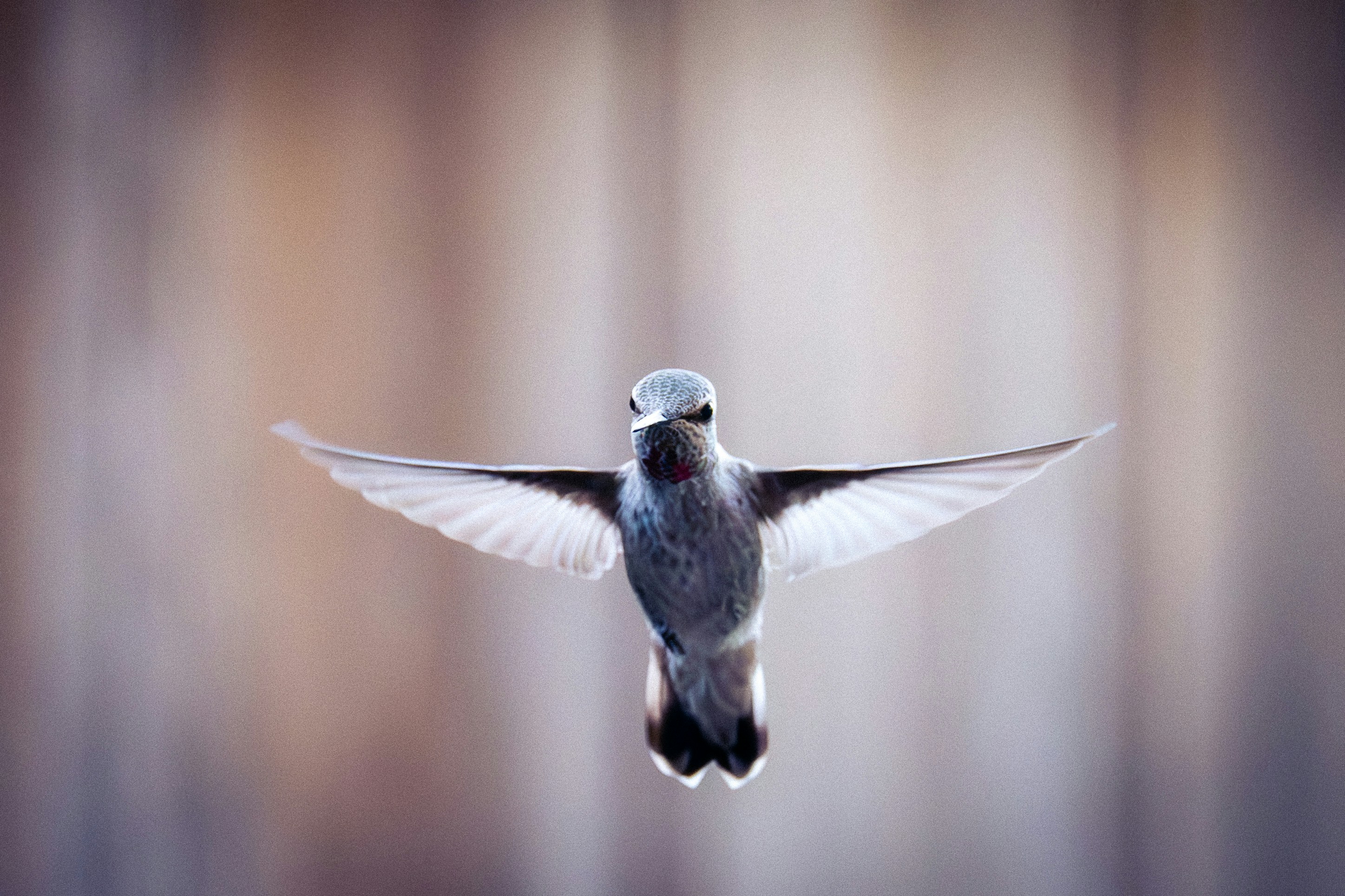 Midair Hummingbird: Center of Focus in Soft Bokeh