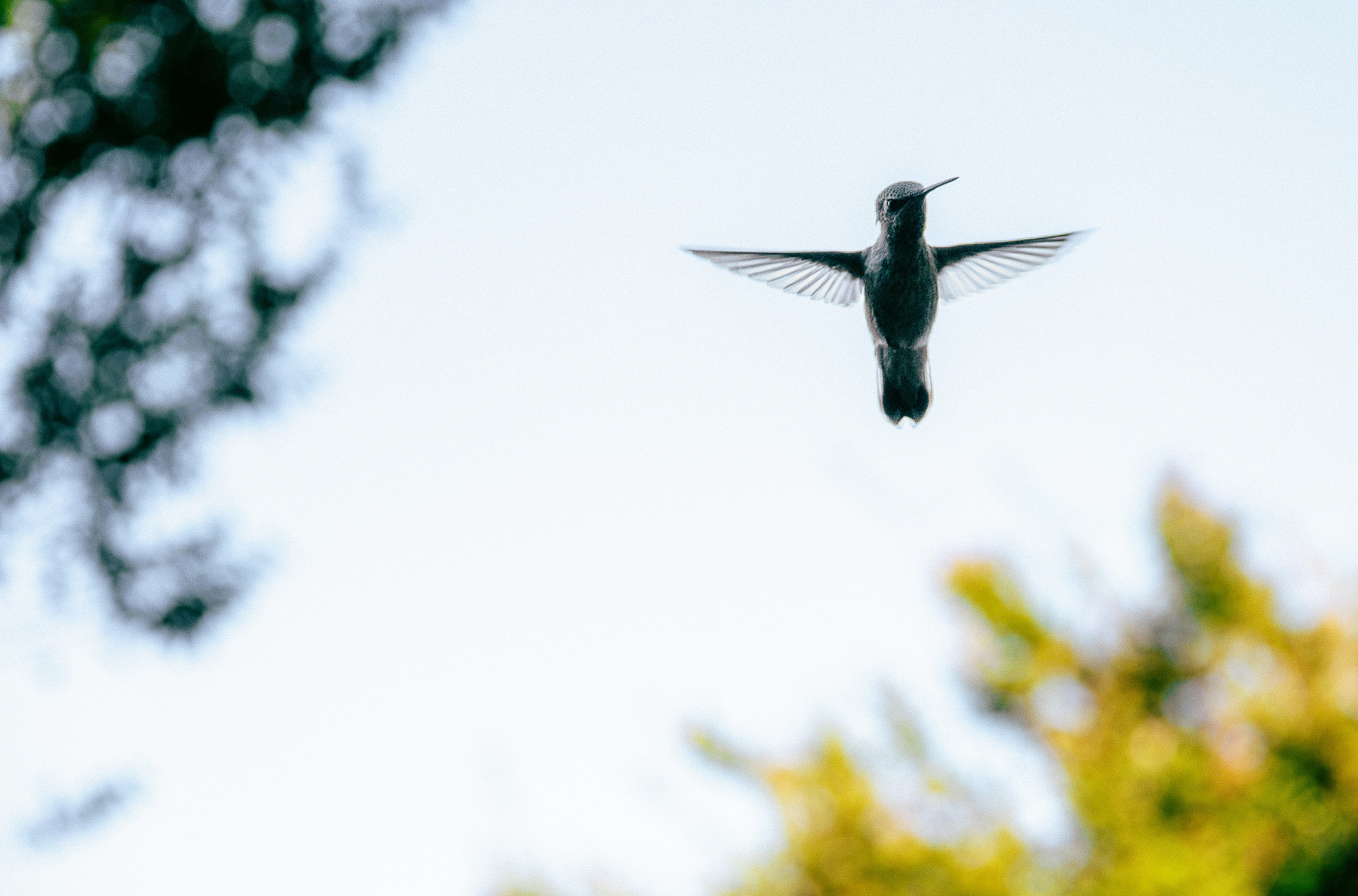 Hummingbird in mid-hover: a fleeting moment against sunlit canopy