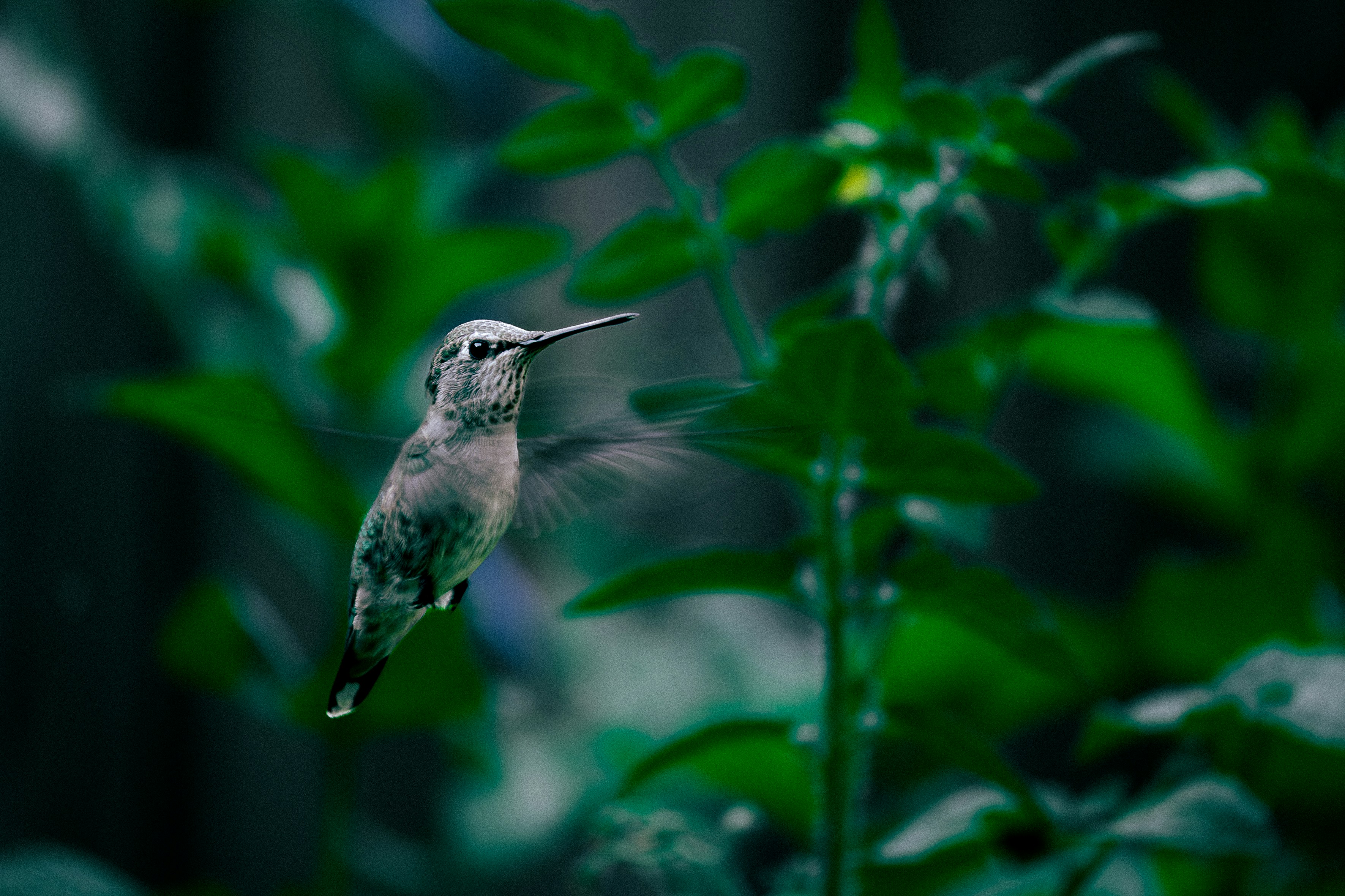 Hummingbird in a Quiet Green Frame