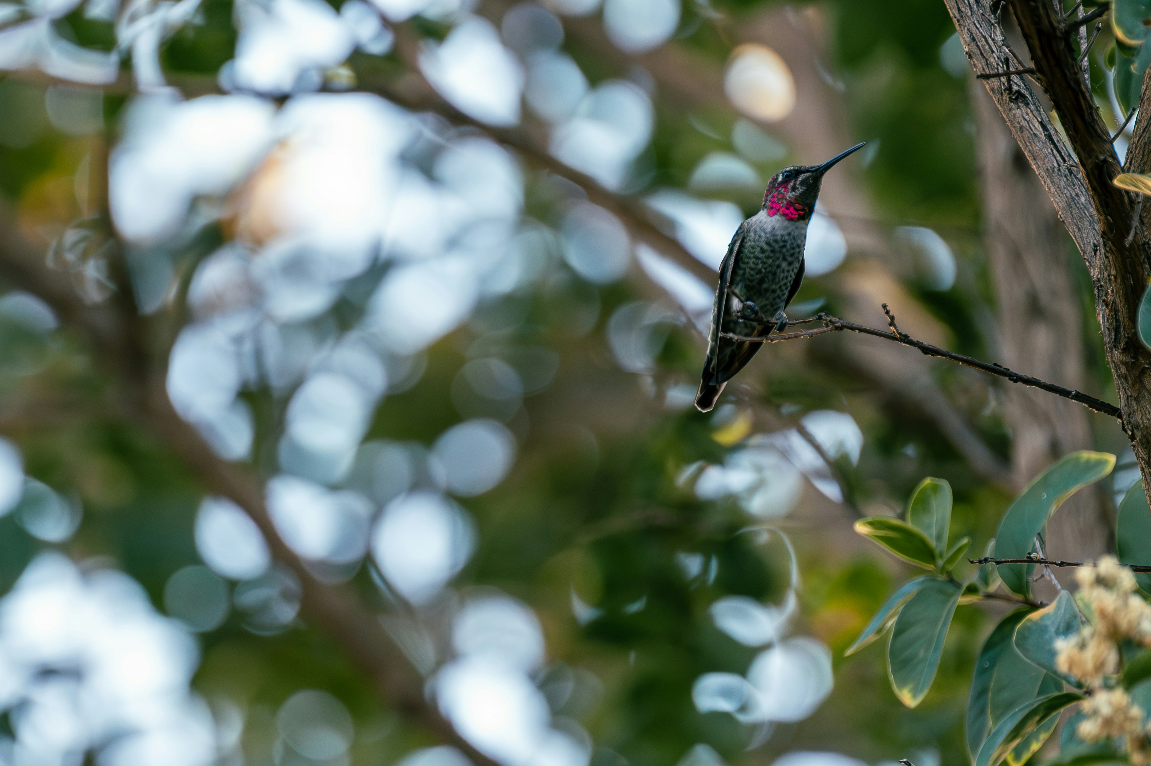 Red-crowned Hanging Jewel: Hummingbird Adrift Among Spring Greens