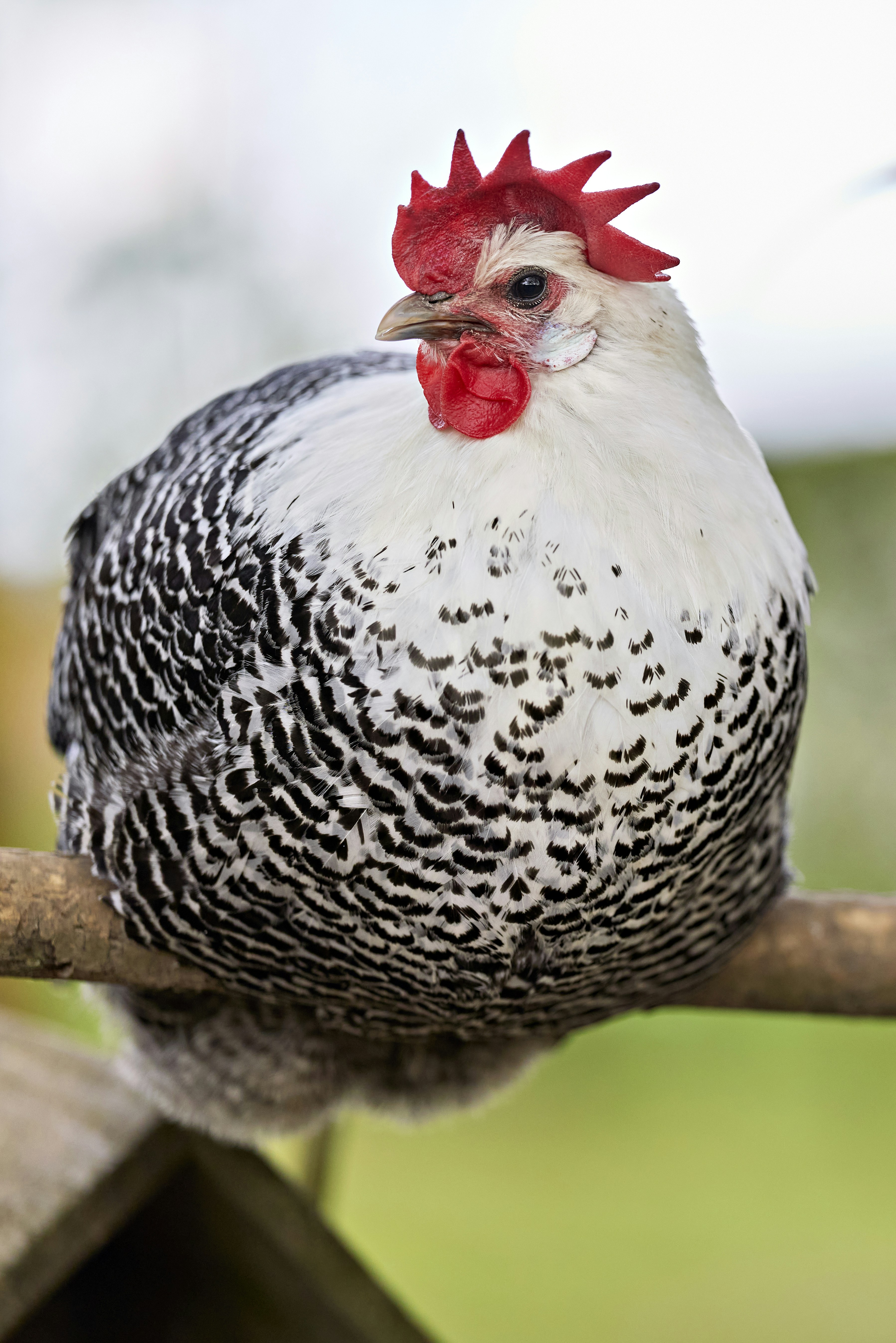 White-feathered Rooster on a Perch Under Soft Light