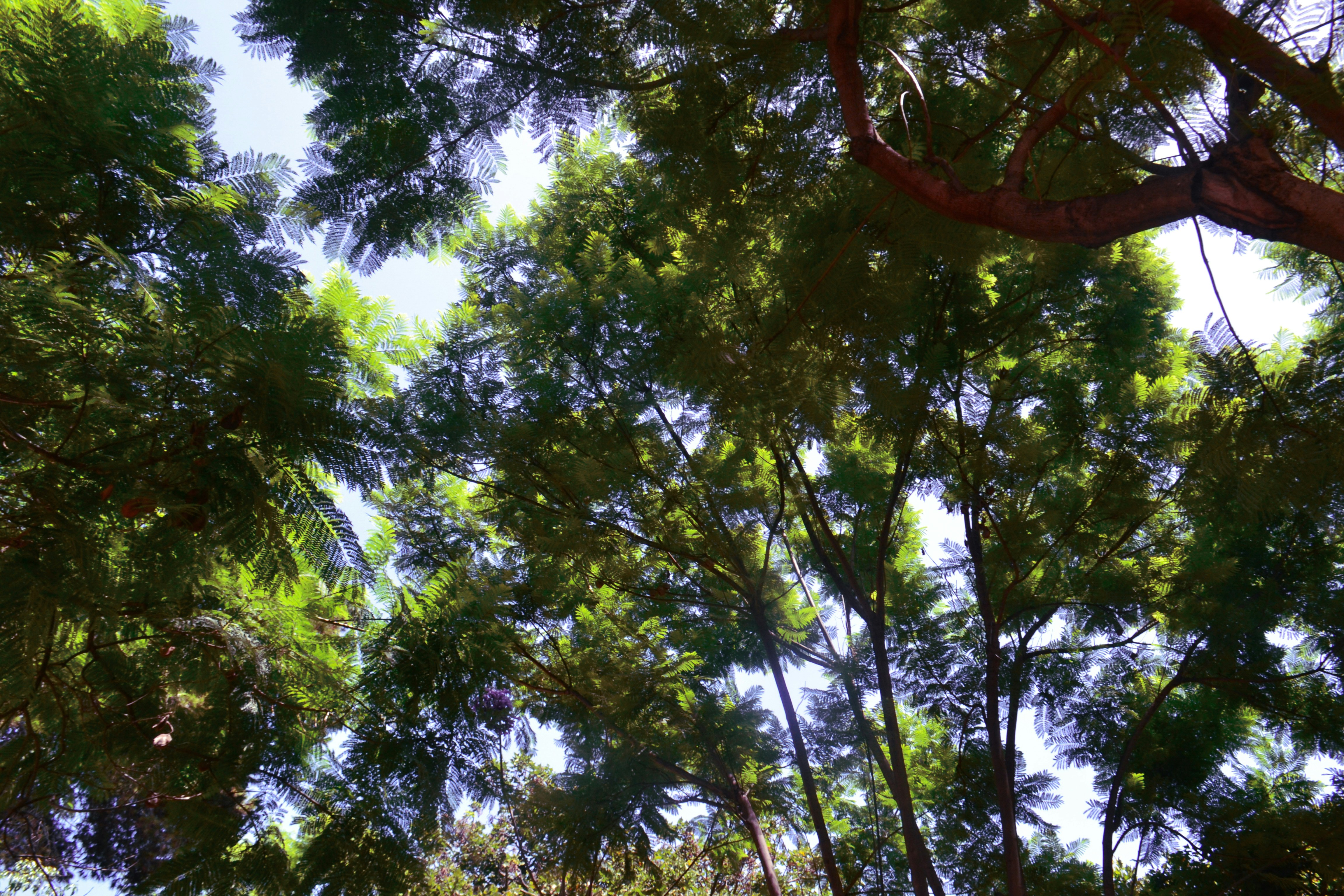 Dense canopy of green leaves seen from below with sunlight filtering through; a natural, upward-looking shot emphasizing foliage and branches.
