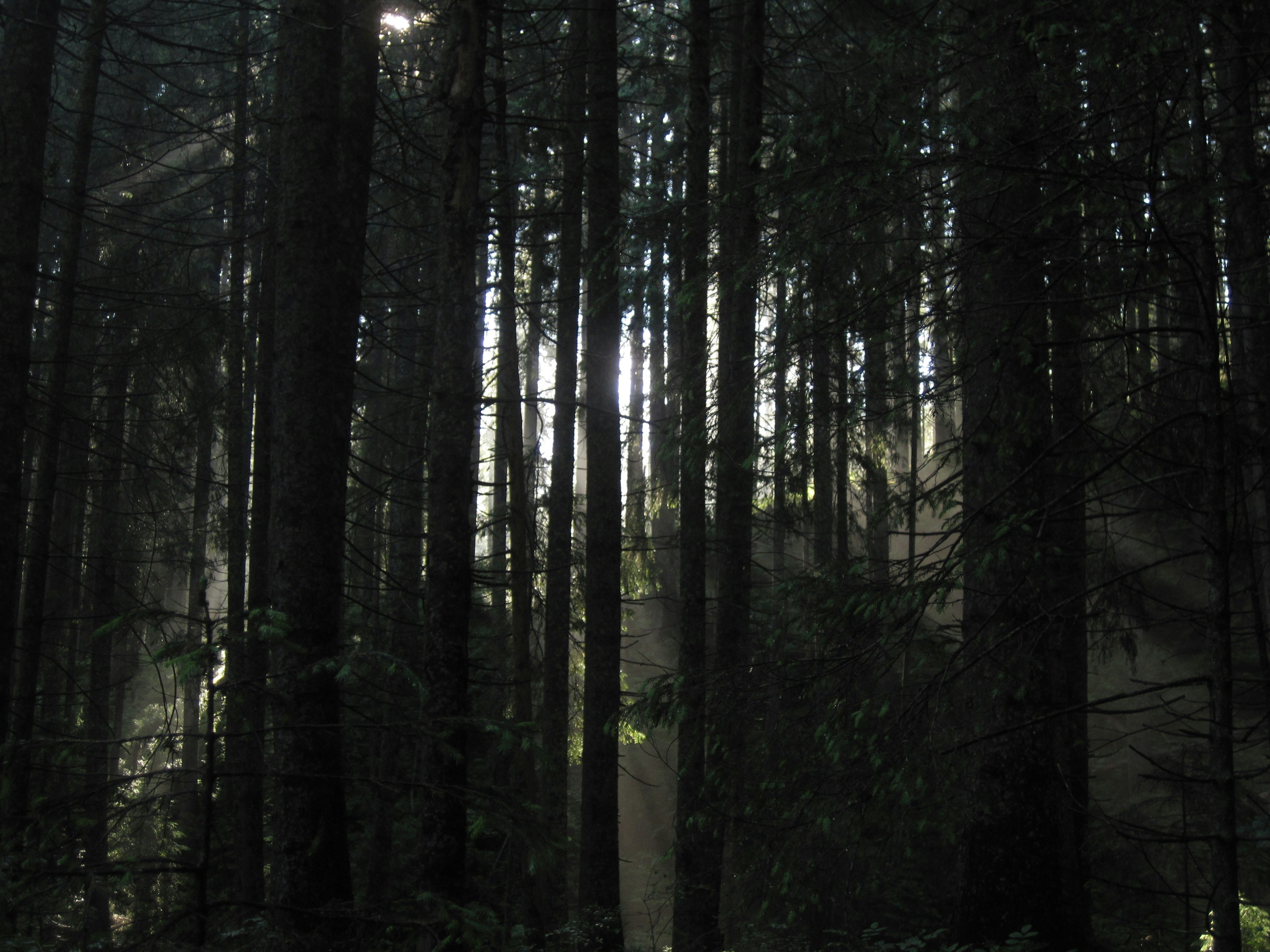 Sunlit Gaps: Quiet Light Between Pines